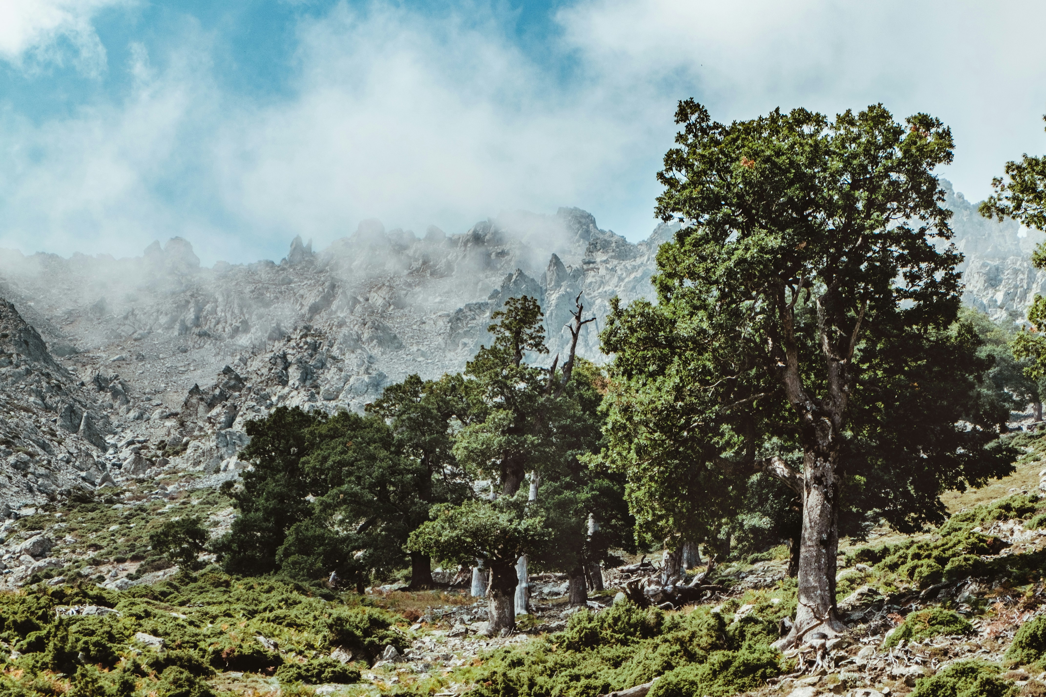 Majestic trees standing against misty mountain backdrop under a clear sky.