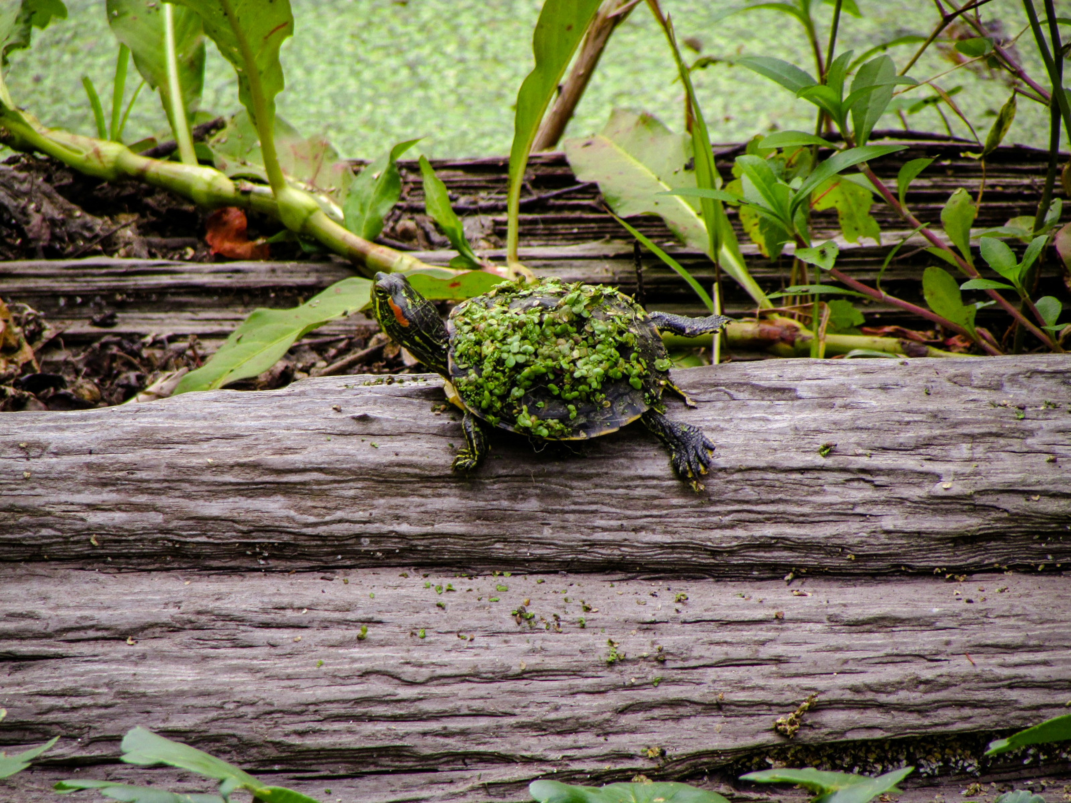 A moss-clad tree frog rests on a weathered log, framed by green leaves in the background.