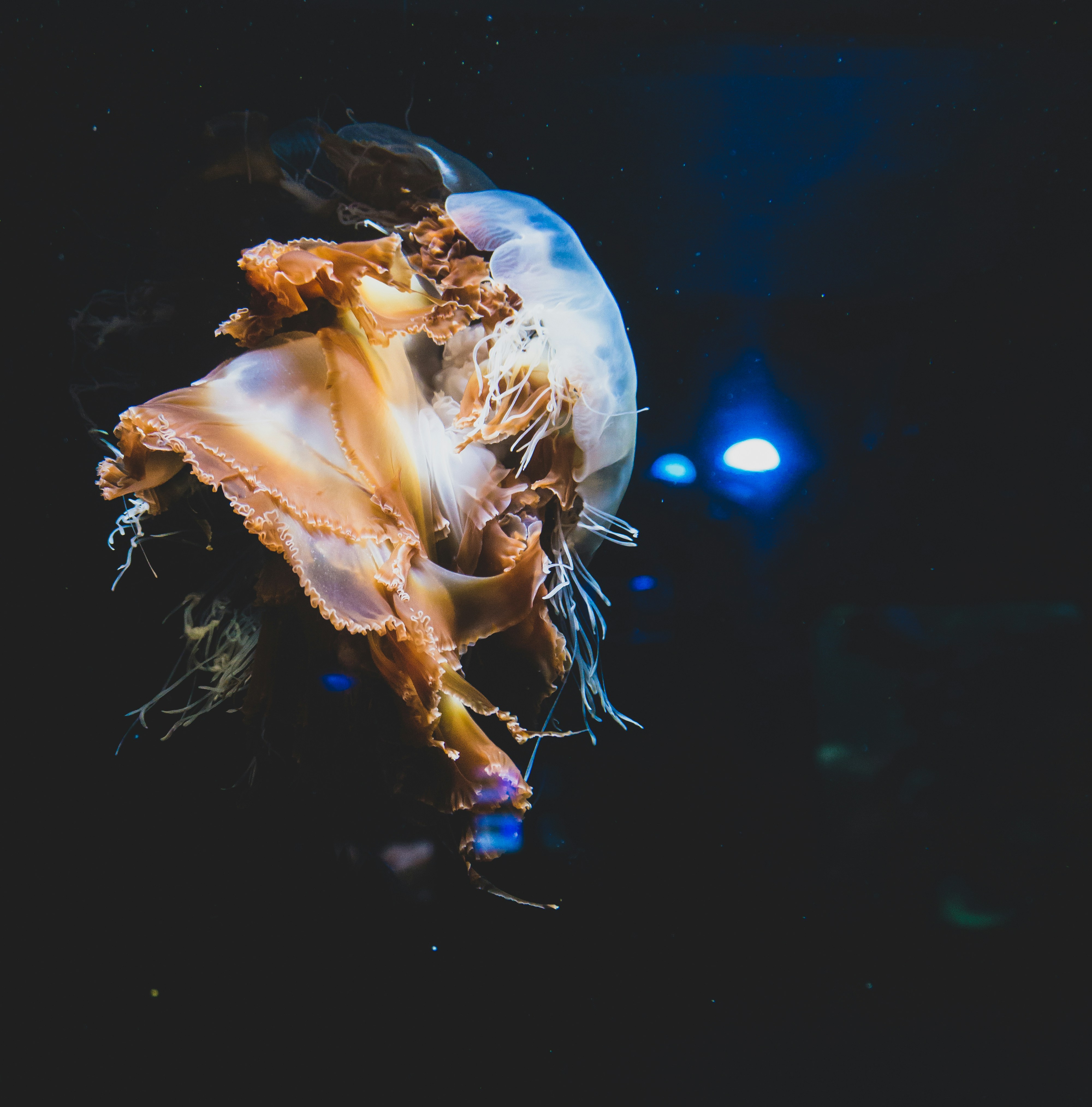 Orange Bell Jellyfish Drift in Velvet Blue Aquarium Night