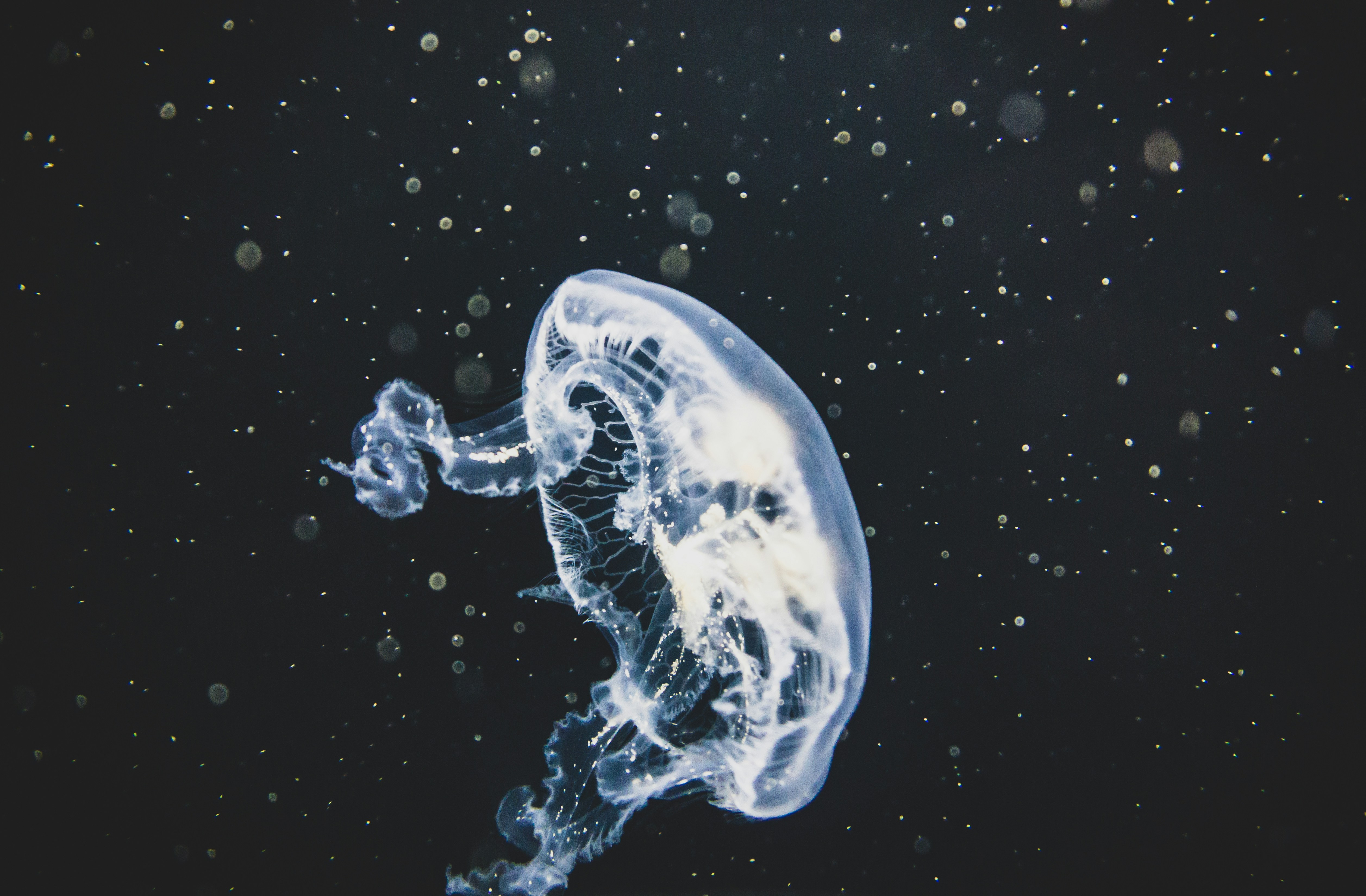 Diaphanous Voyager Drifting Through a Sea of Orbs