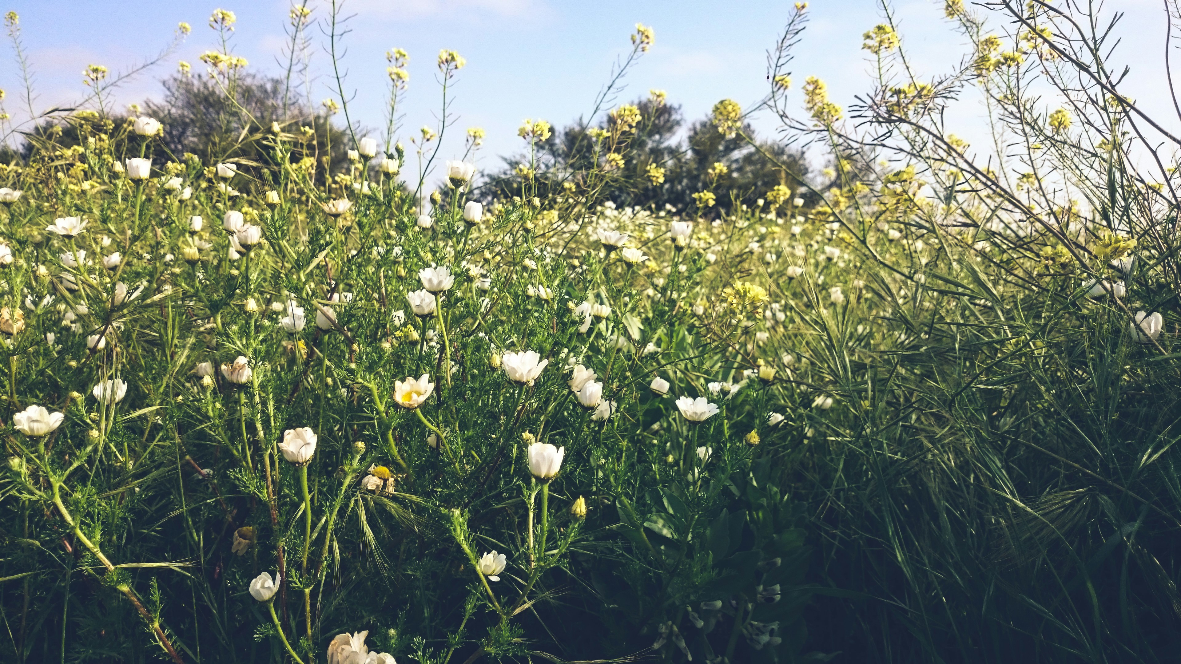 Field of white wildflowers under a clear blue sky with trees in the background.