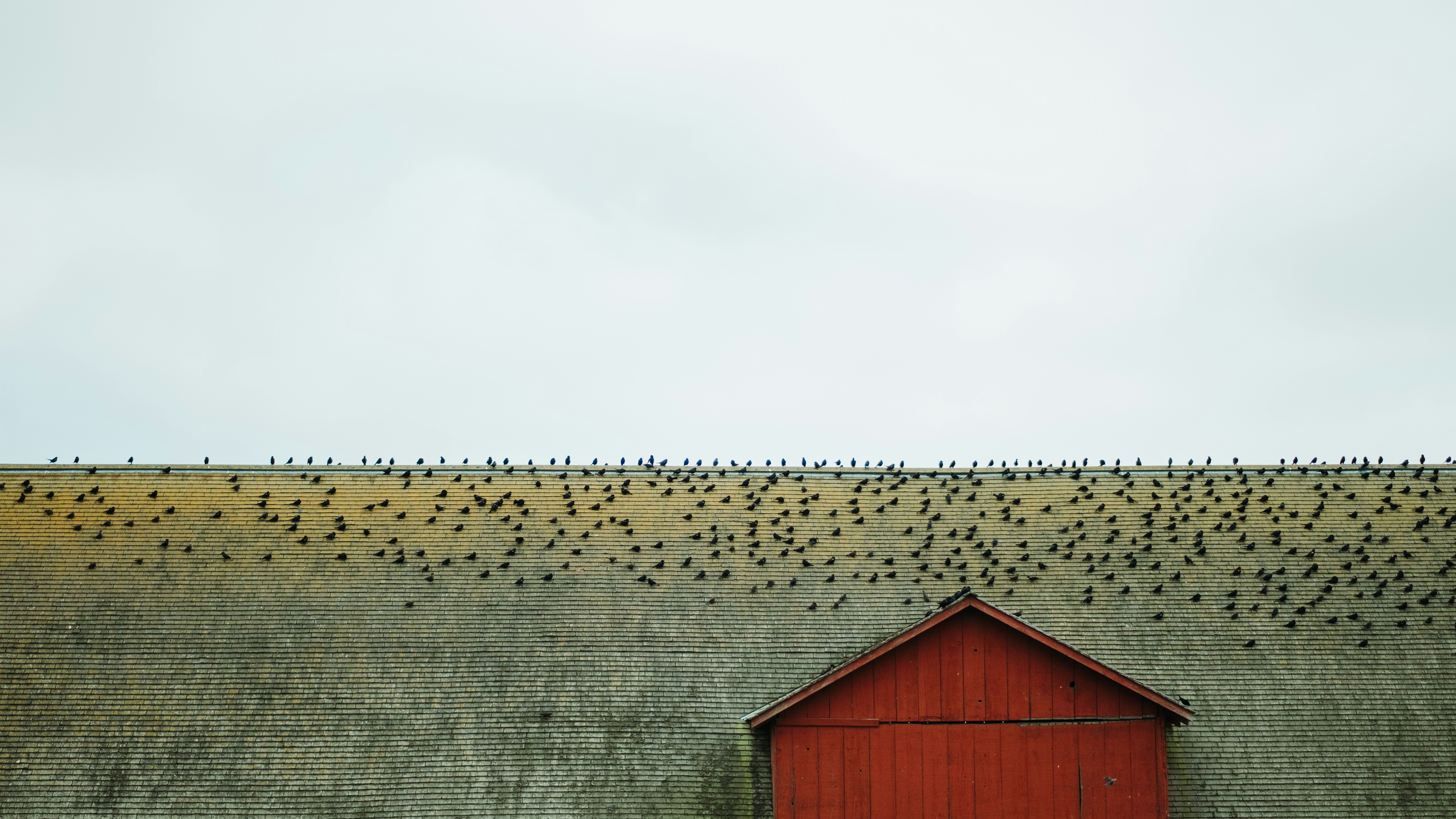 Ridgeline Chorus: Birds Along the Roof Beside a Red Shed