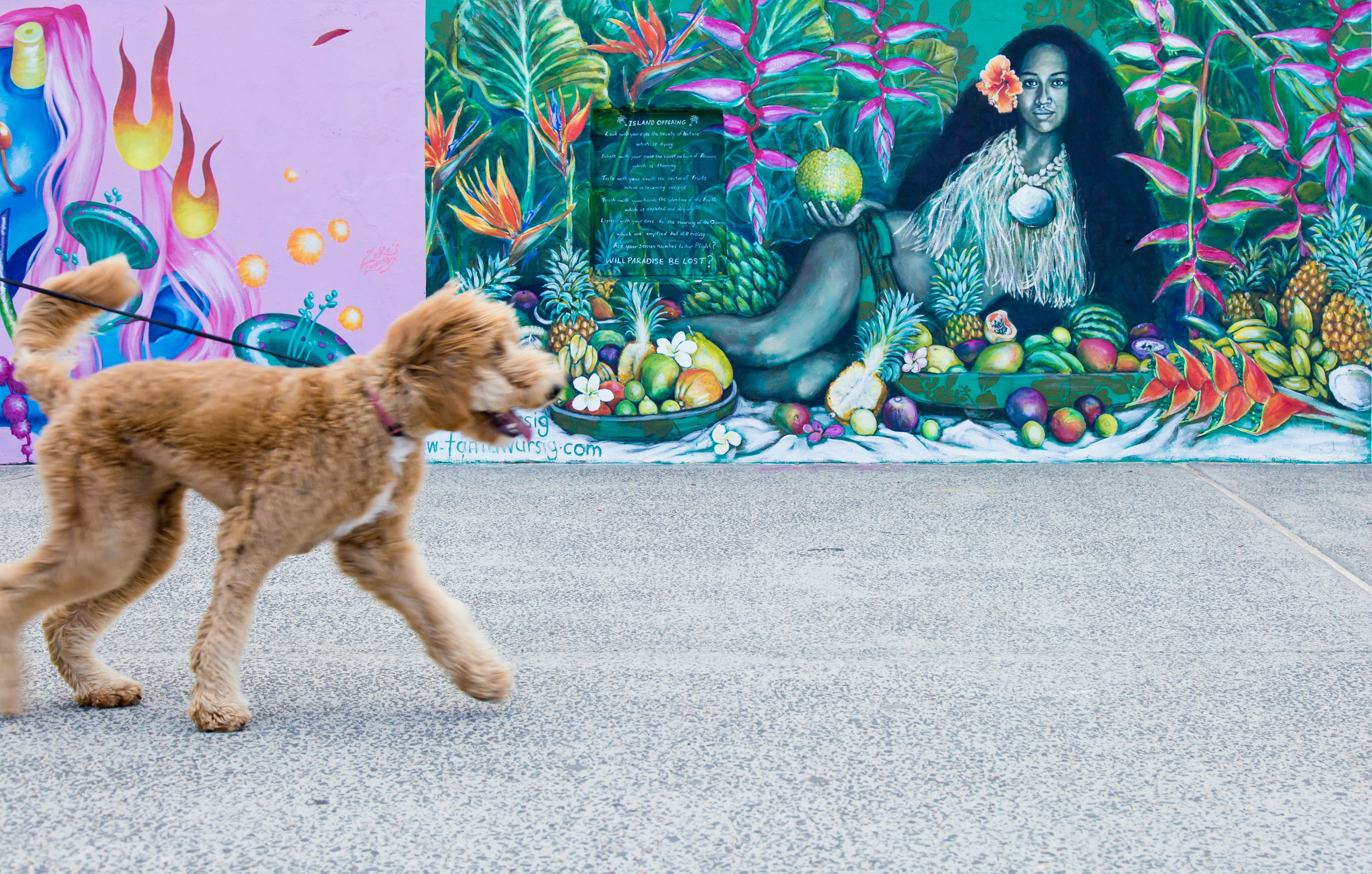 brown dog walking near wall