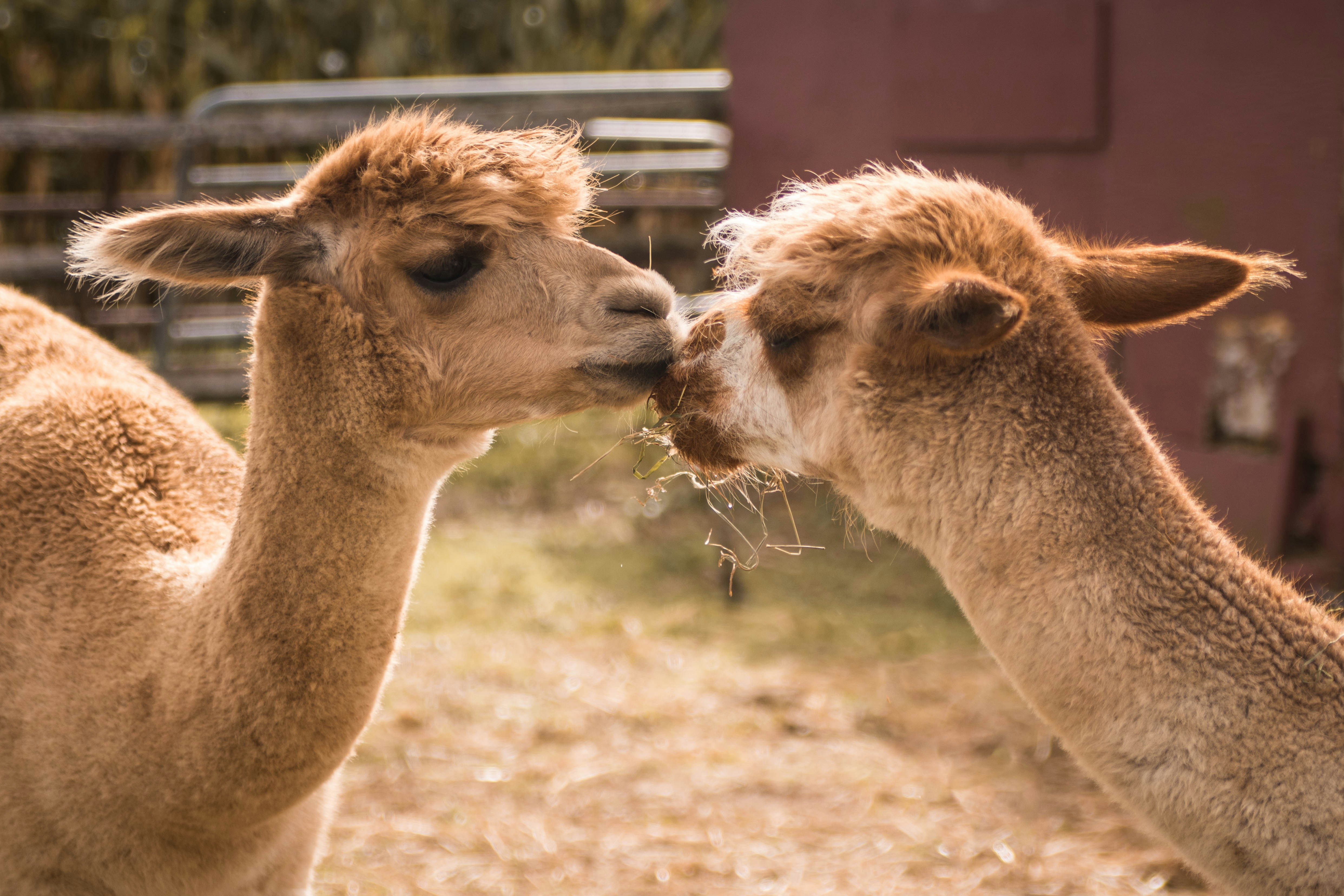 Lamb Entente: A Gentle Touch Between Partners in Warm Light