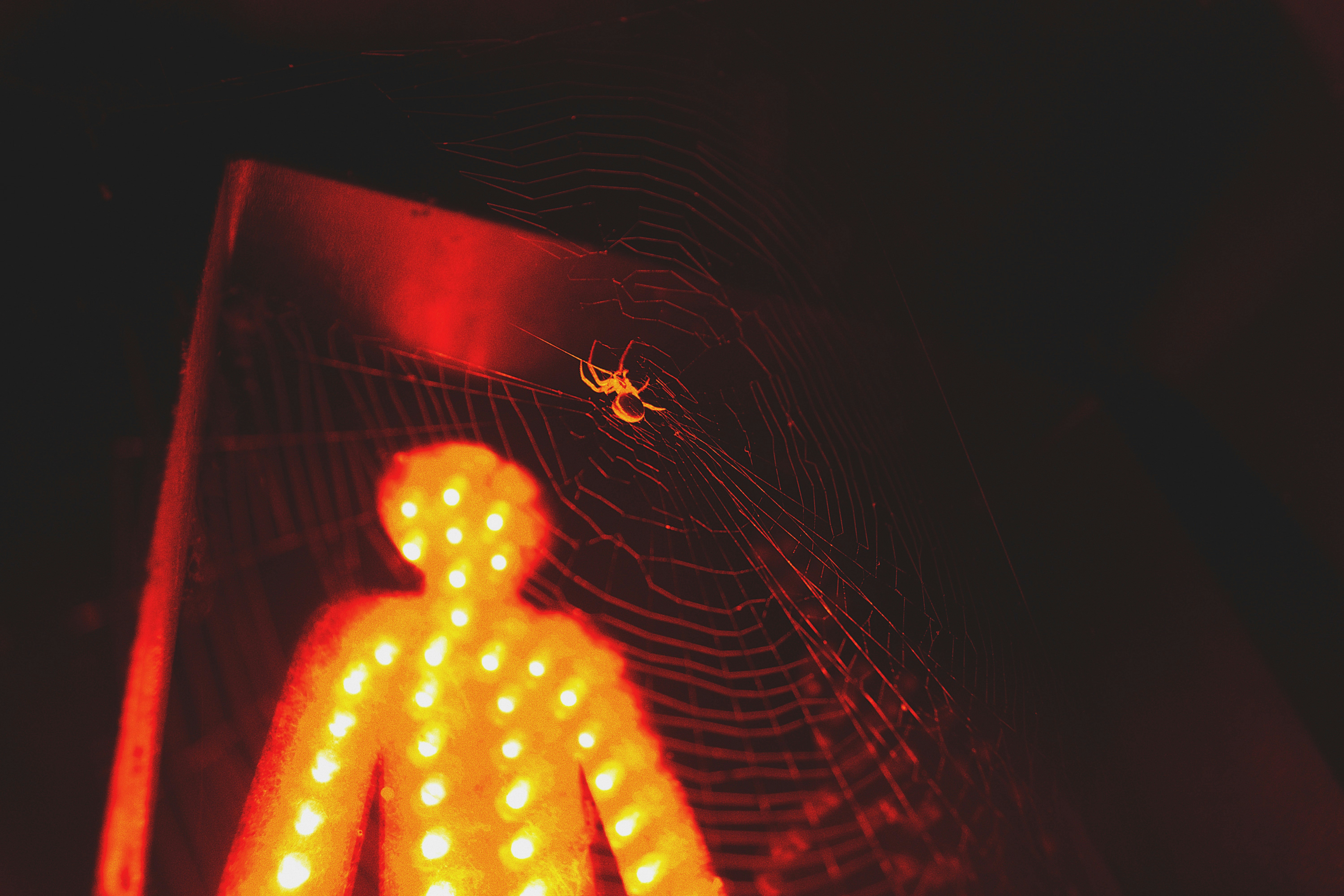 Neon Crossing and Nature's Web