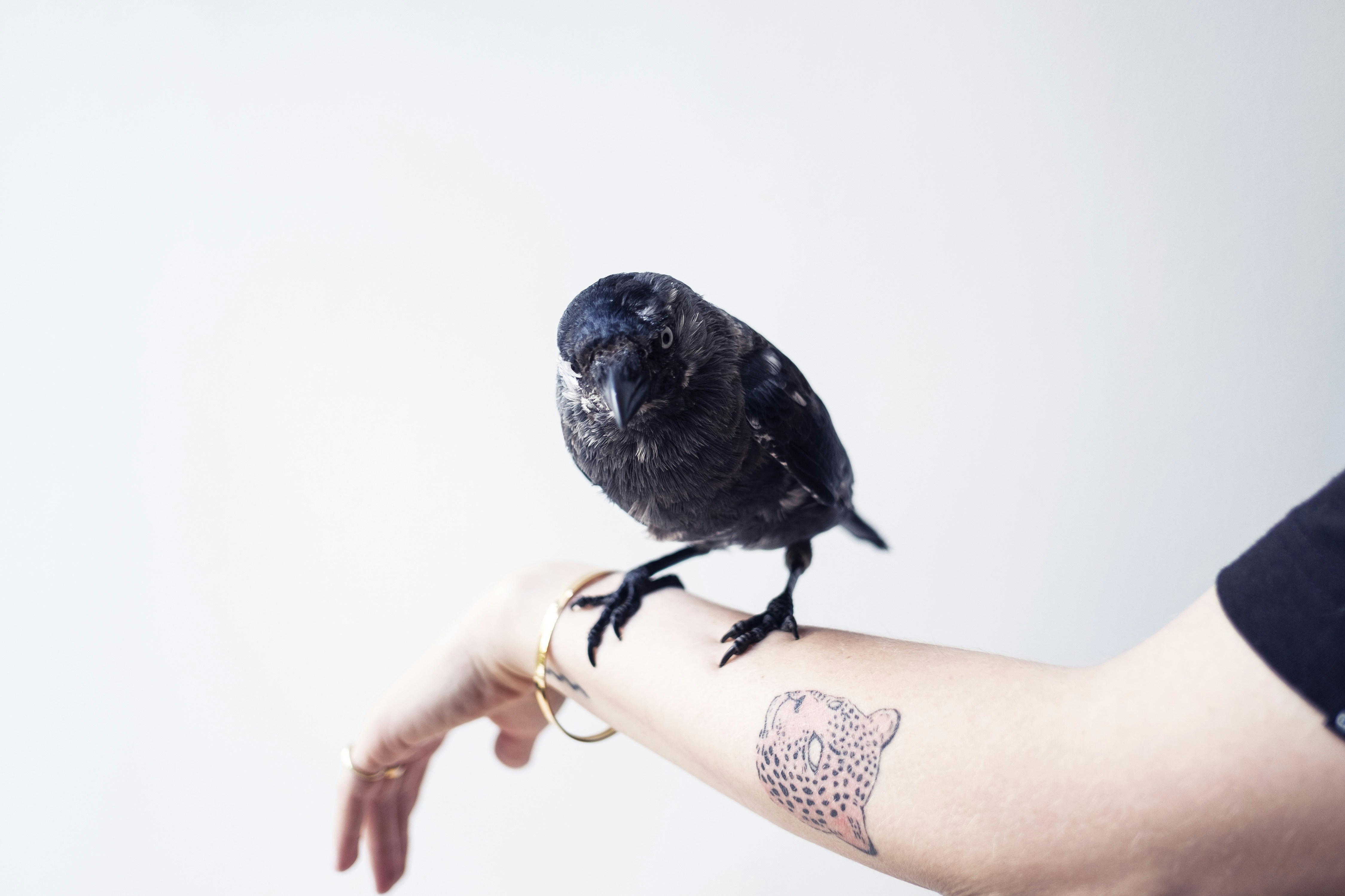 A black bird perches on a person's arm, showcasing a detailed tattoo of a leopard. The soft background emphasizes the unique interaction.