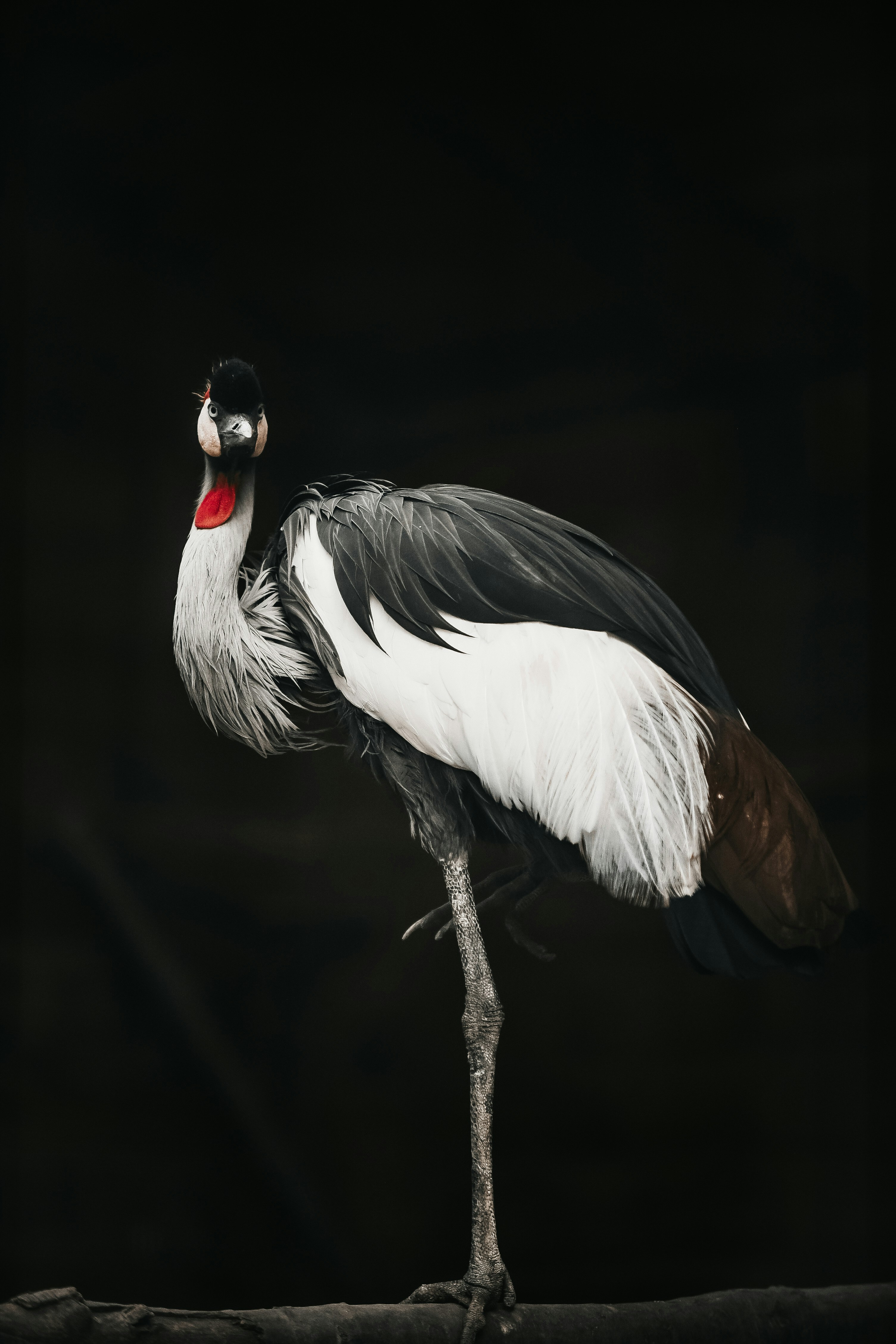 Touch of red | white and black bird