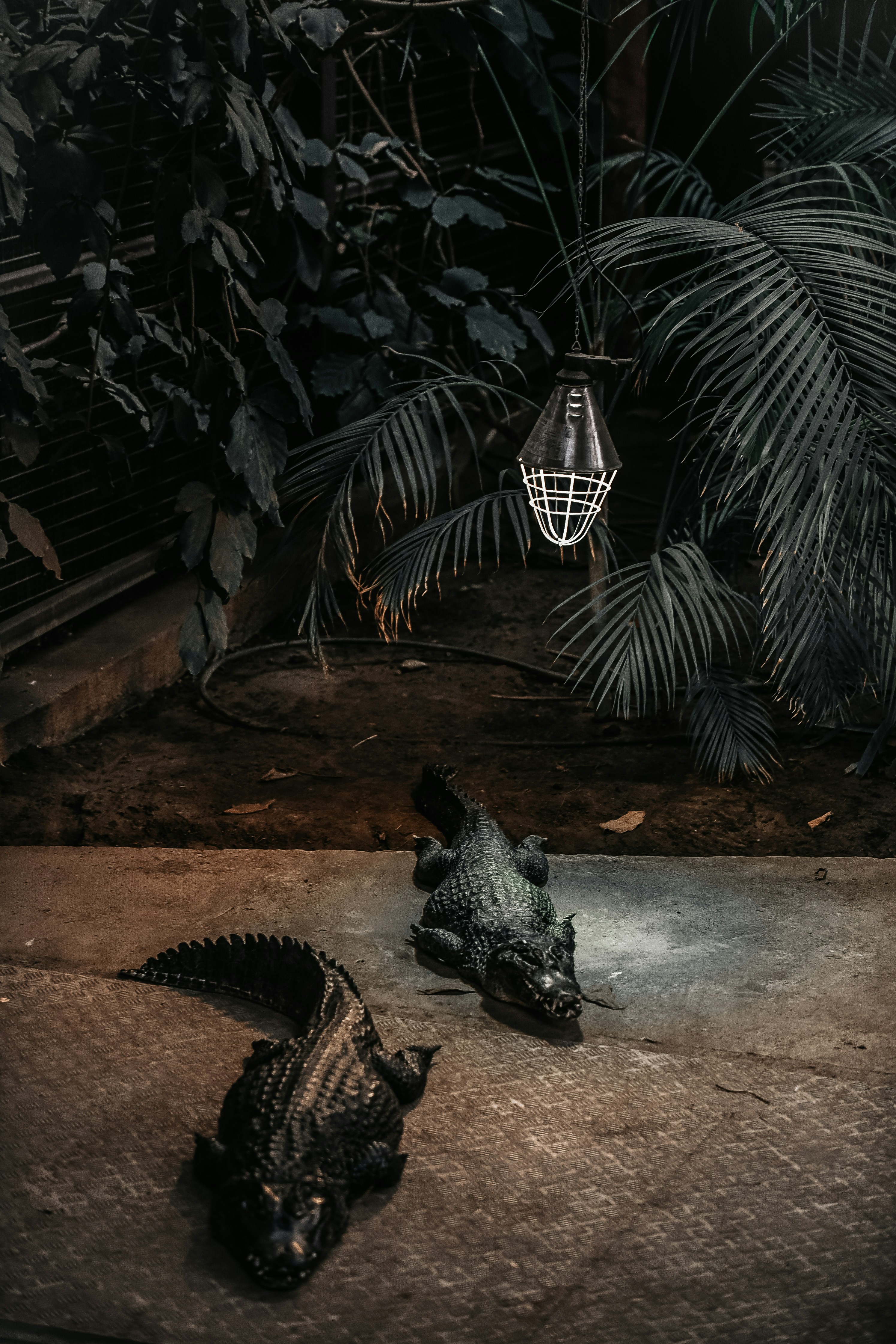 Under the Lantern: Crocodiles in a Moonlit Courtyard