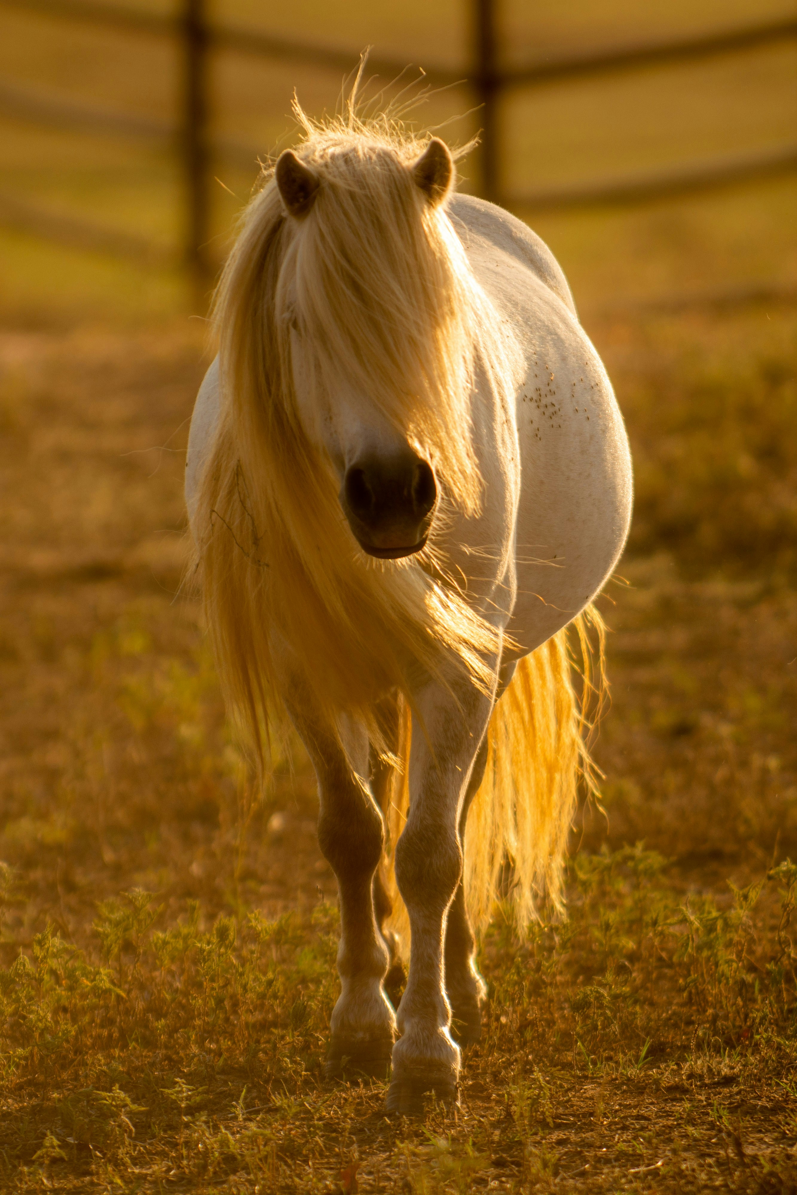 A white pony with a flowing mane stands gracefully in a sunlit meadow, surrounded by soft golden light and gentle grasses.