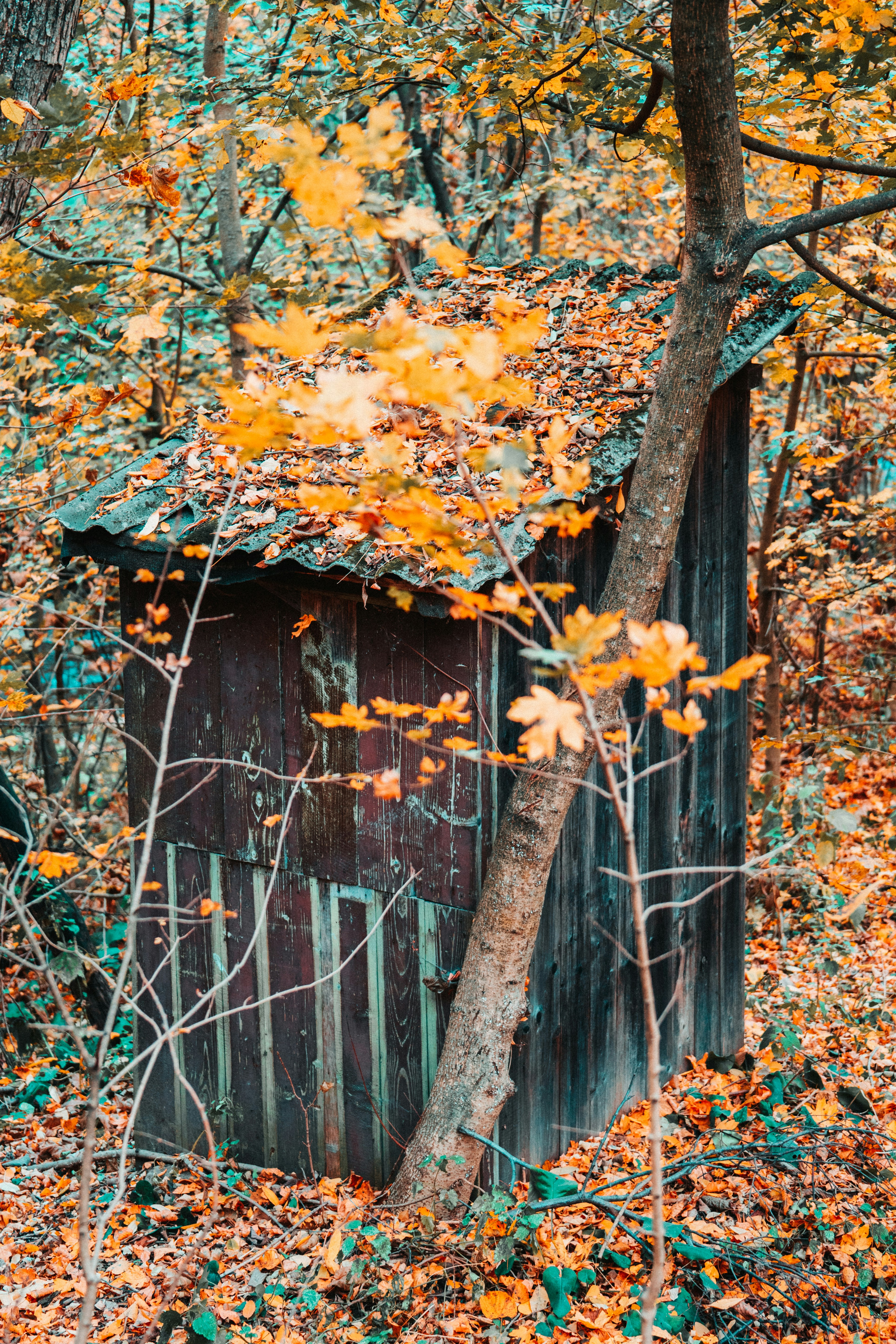 A rustic wooden shed partially obscured by vibrant autumn foliage, blending harmoniously with the surrounding nature. The scene evokes a sense of tranquility and nostalgia.