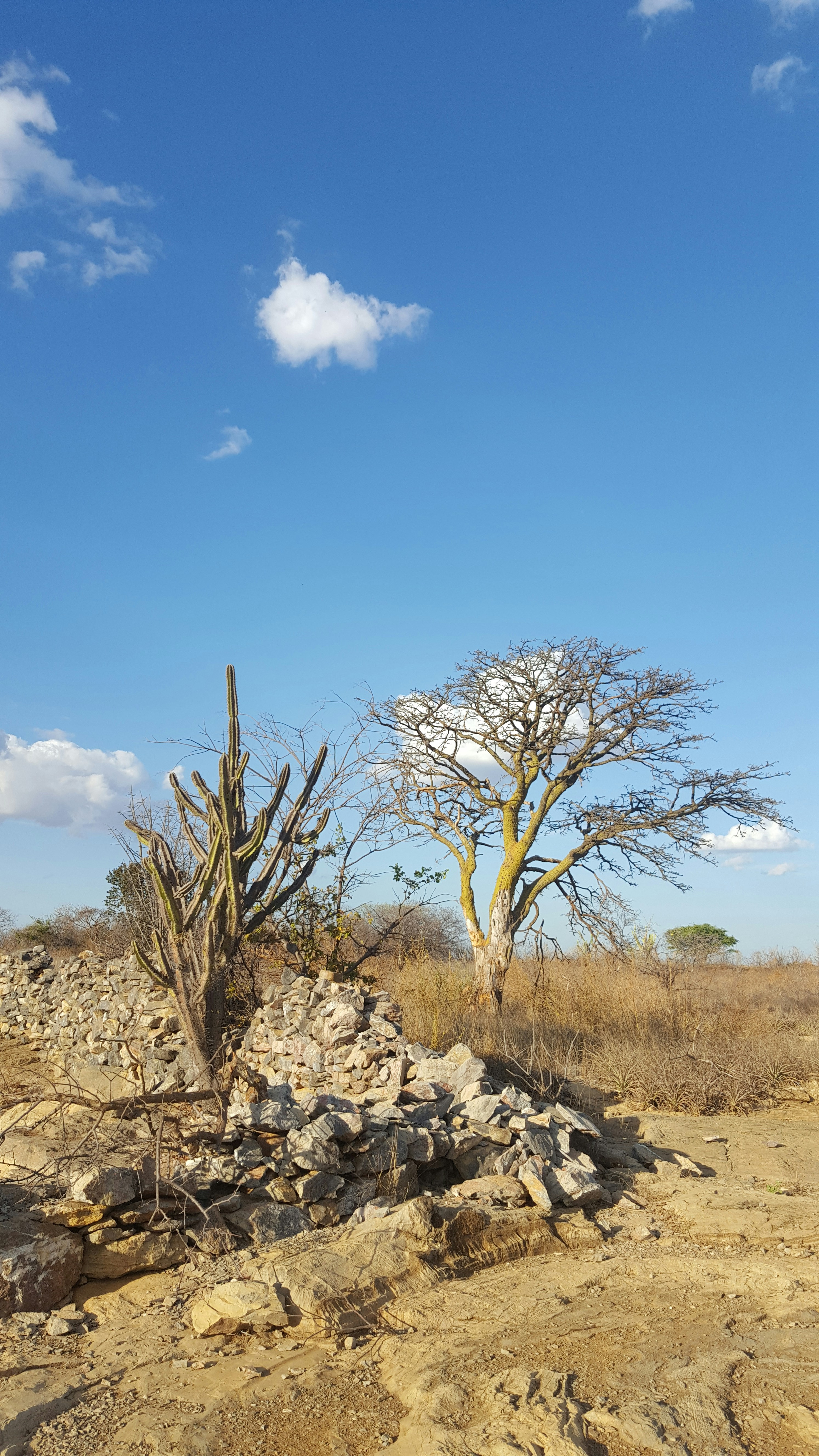 Sertão | 13 best free sertao, outdoor, brazil and plant photos on Unsplash