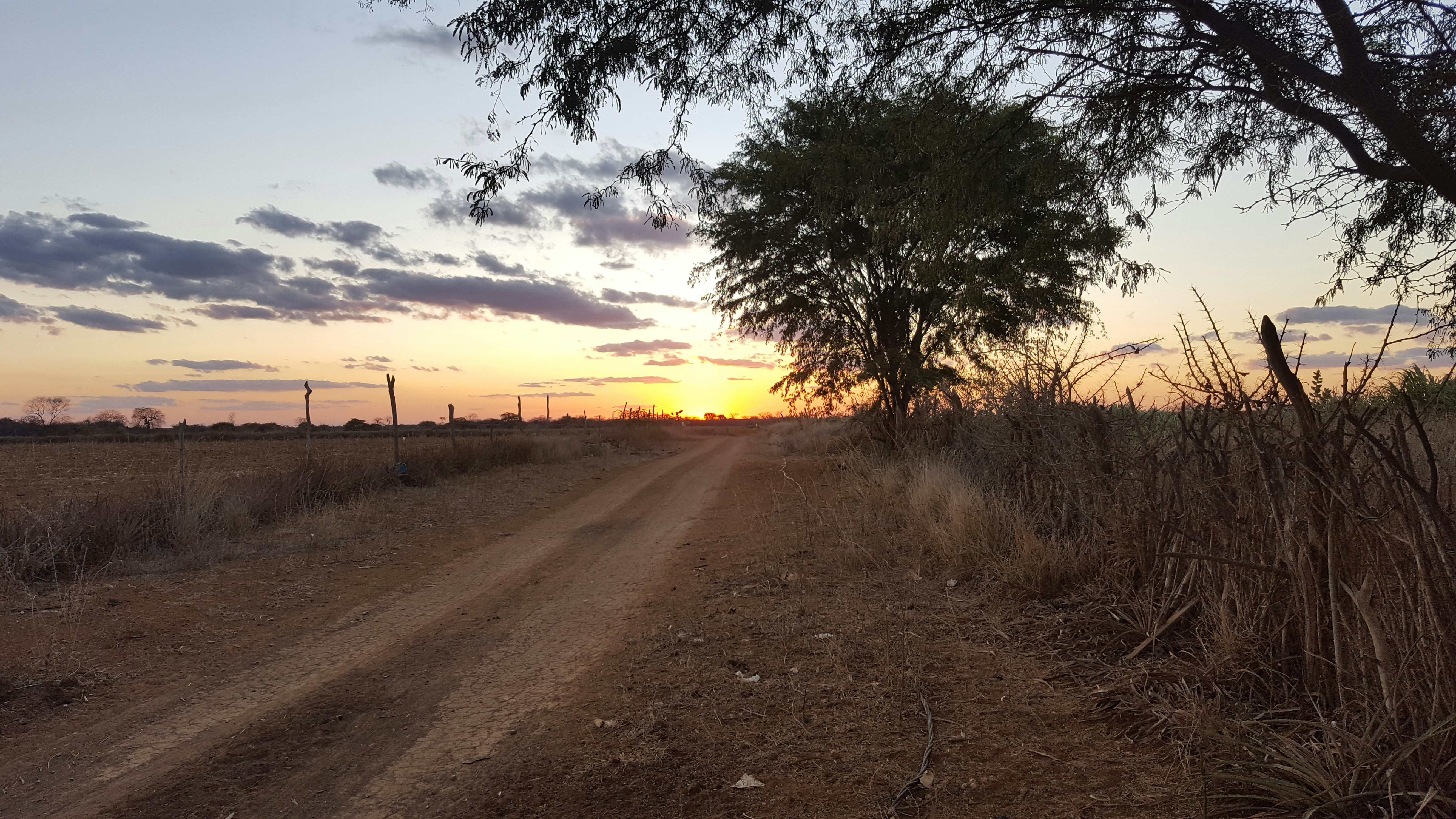 Sertão | 13 best free sertao, outdoor, brazil and plant photos on Unsplash