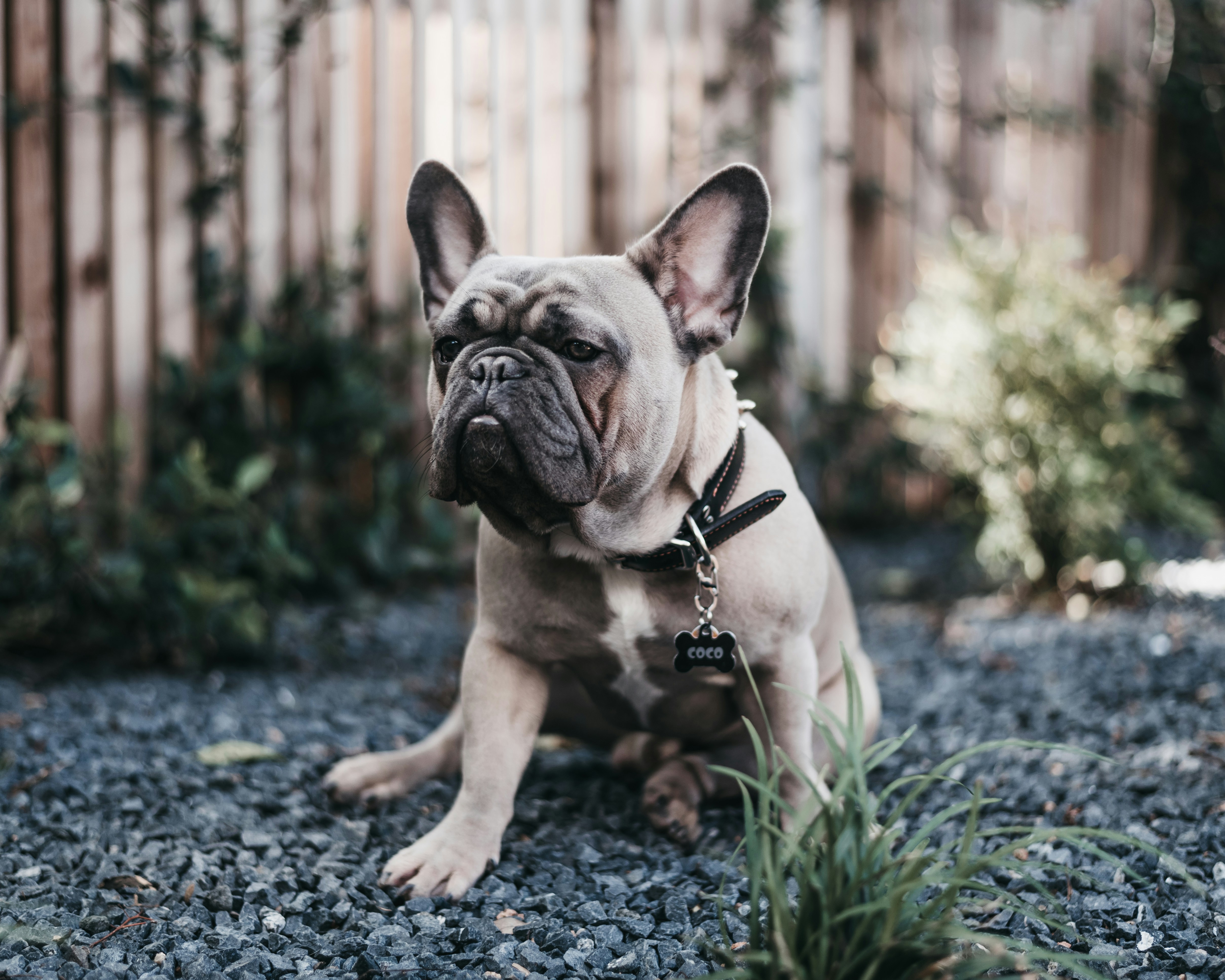 Adult French Bulldog