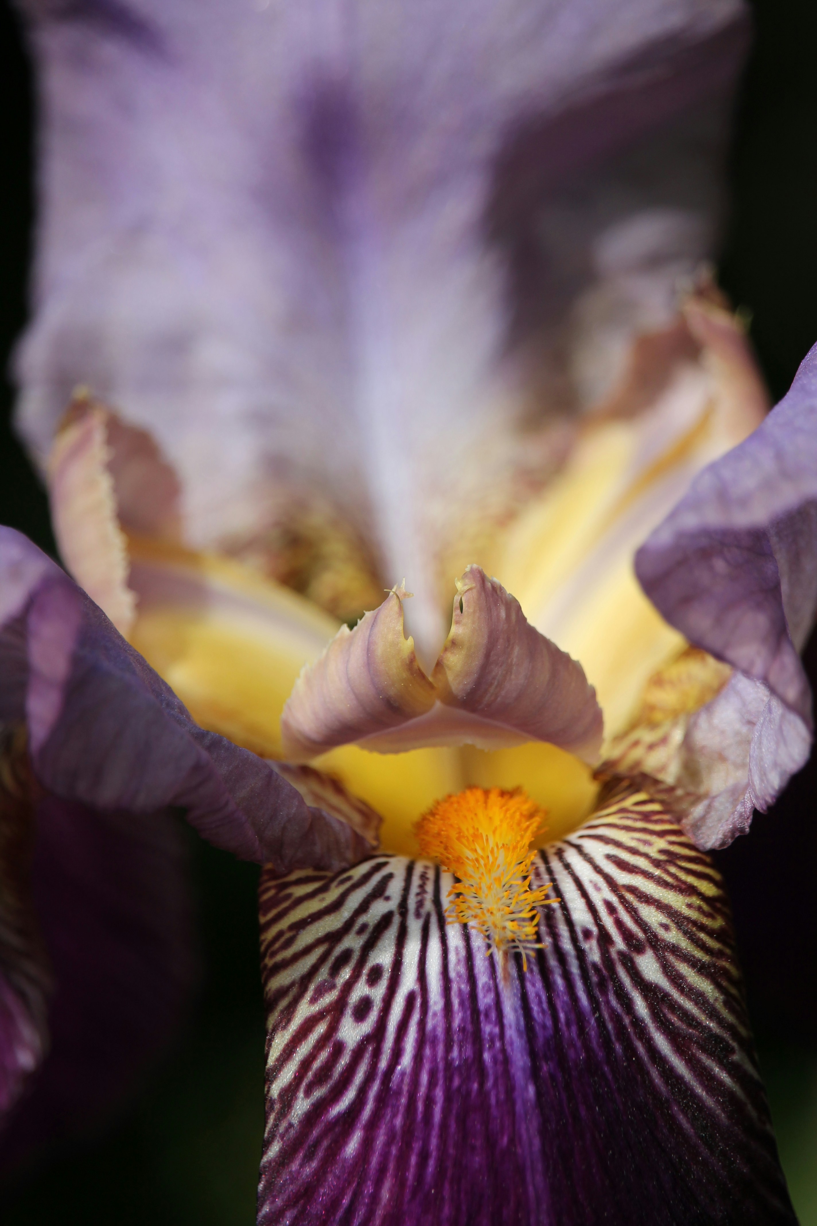 Close-up of a vibrant purple iris flower, showcasing intricate petal details and a striking yellow center. The delicate patterns highlight the flower's natural beauty.