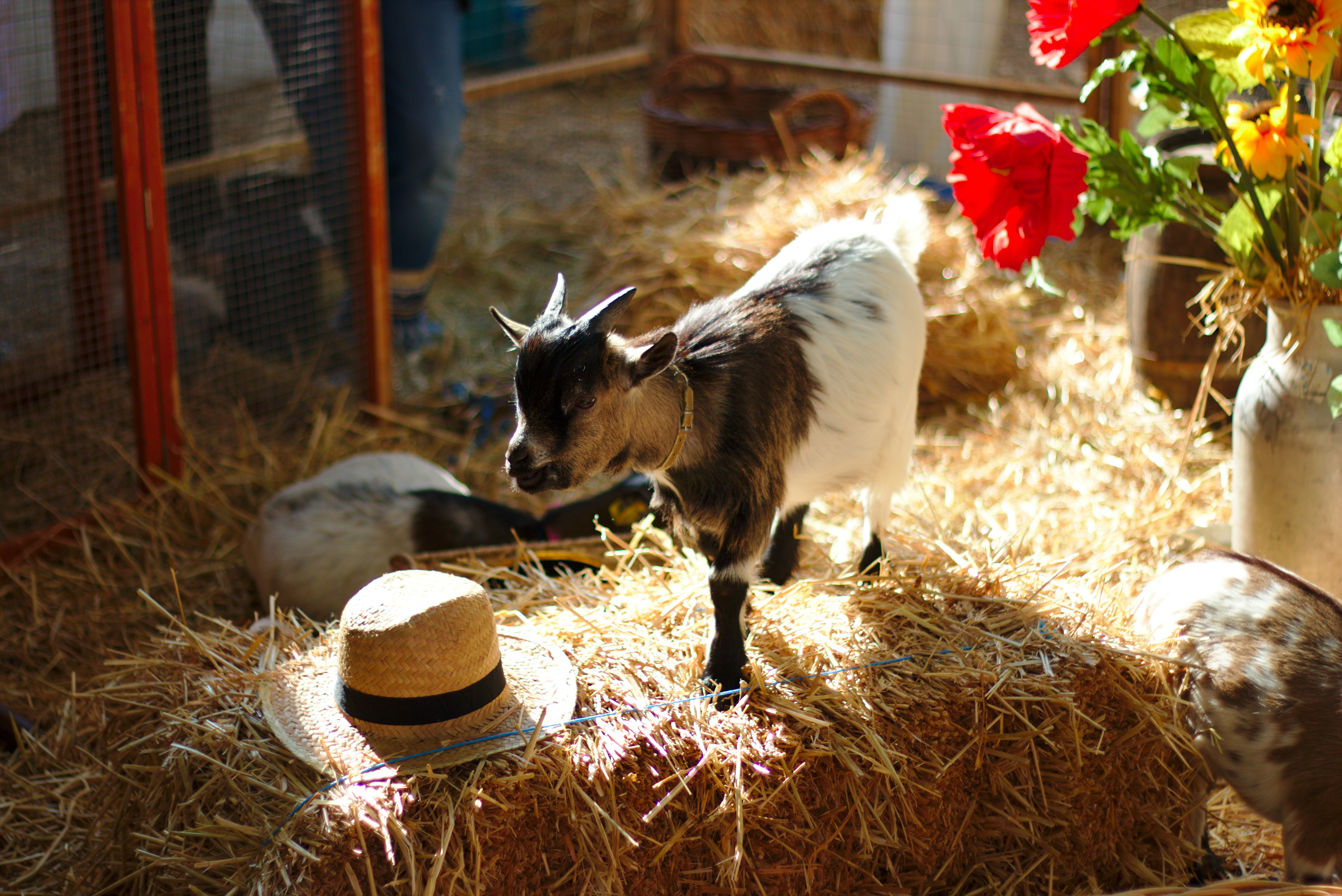 Two white and brown goats on brown haystack near brown hat during ...