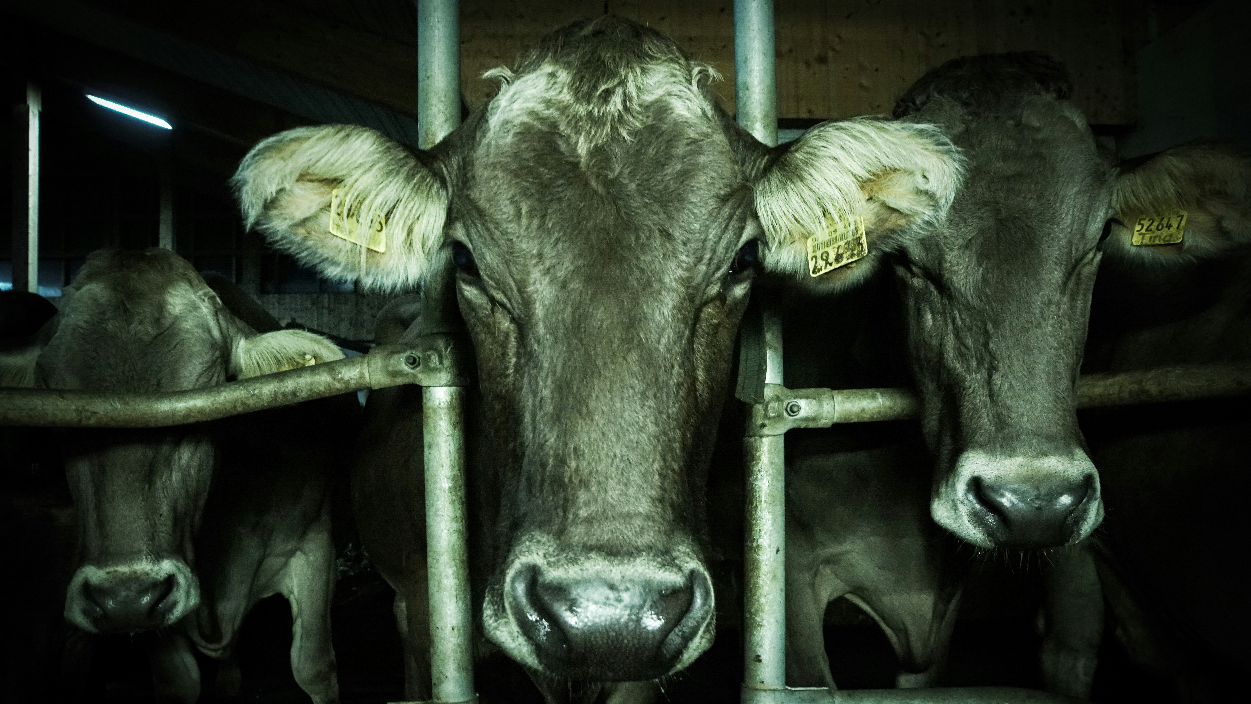 Three black water buffalo inside cage photo – Free Animal Image on Unsplash