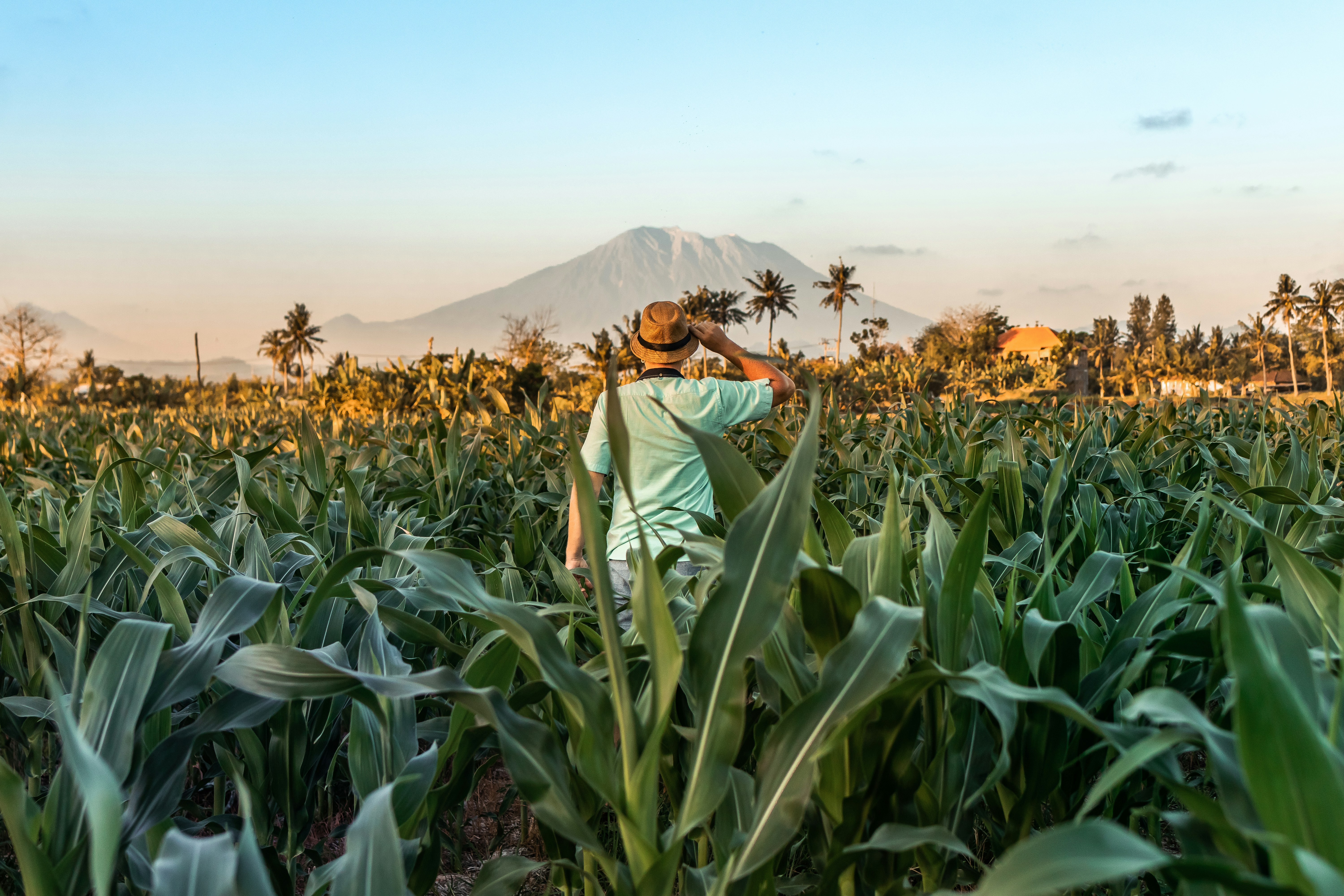 Man standing on corn field photo – Free Bali Image on Unsplash