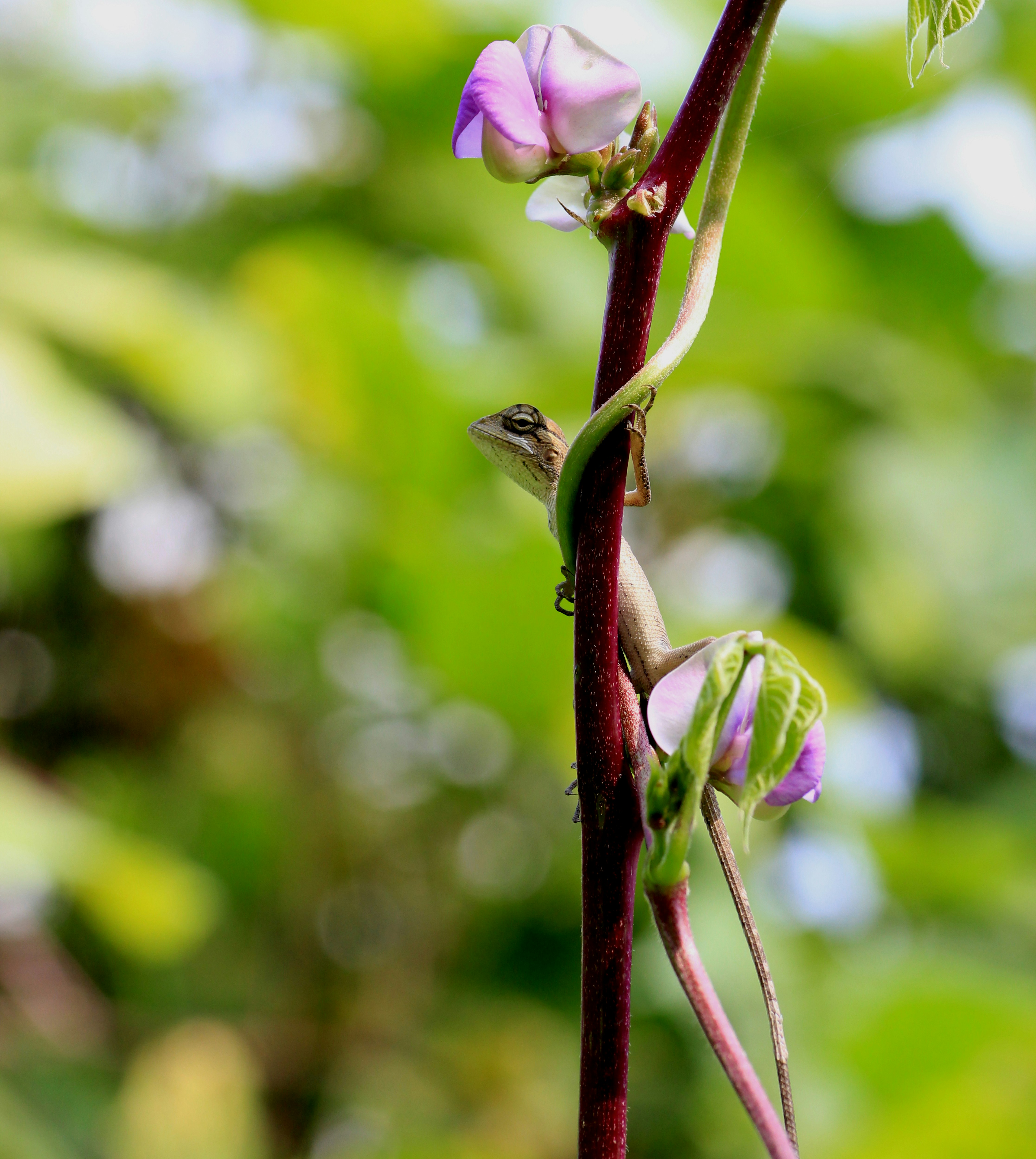Climbing Vine with Budding Bloom and Insect Companion