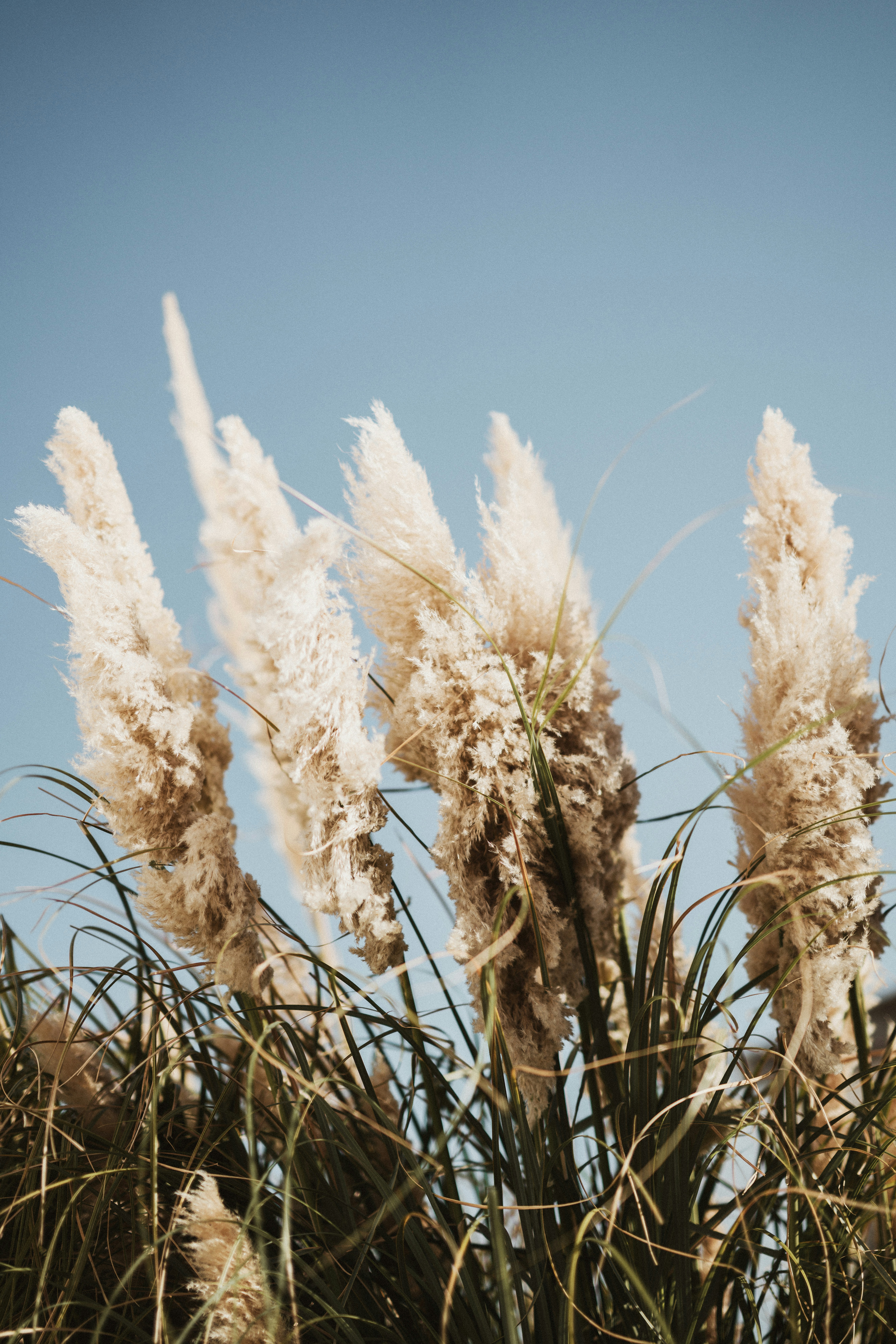 Pampas grass against blue sky | white petaled flowers