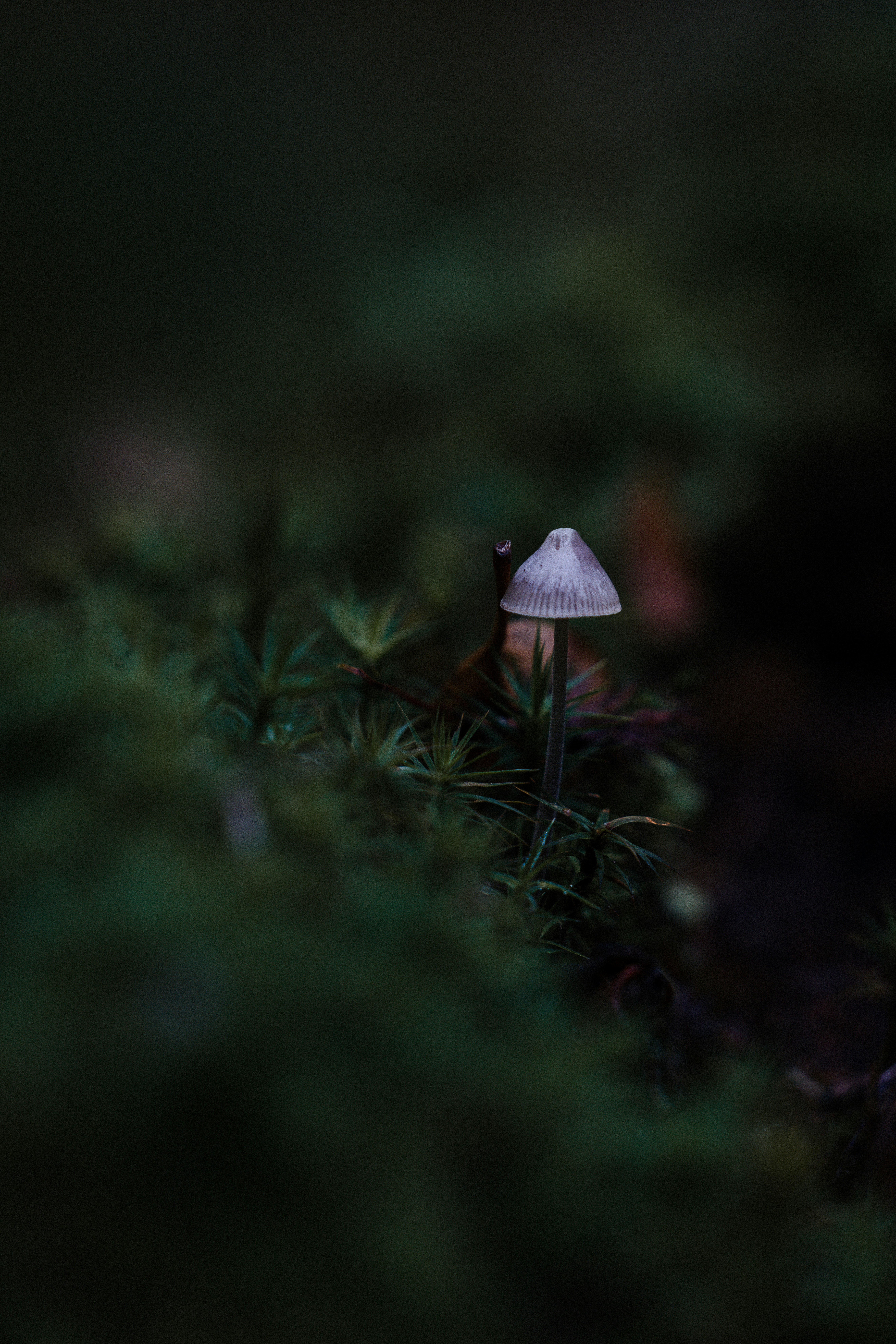 Delicate mushroom emerging from a lush carpet of moss in a dimly lit forest setting.