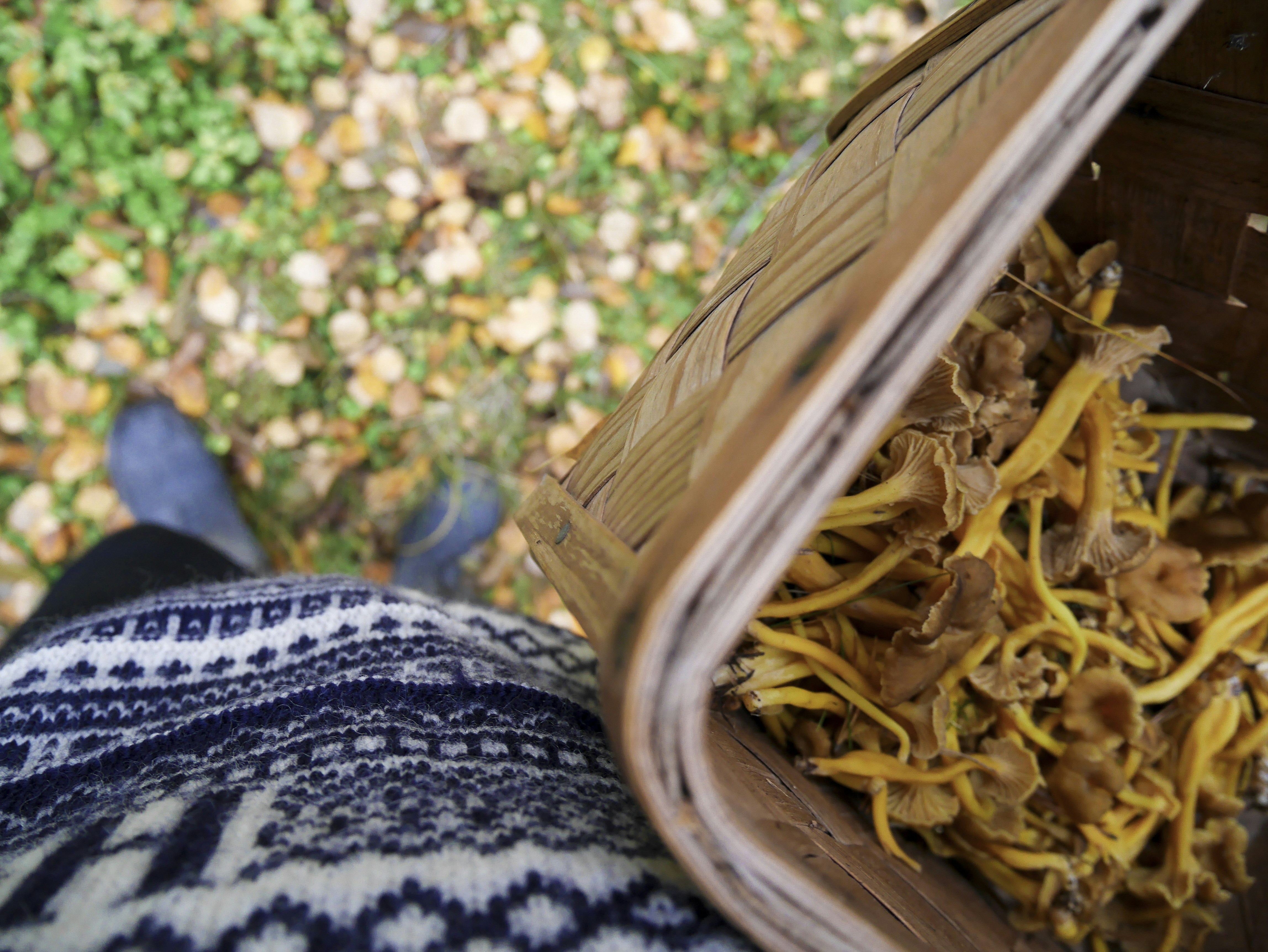 Basket of mushrooms tilts into the frame with a view of a patterned knit sweater and blue booted feet on a leaf-strewn ground.