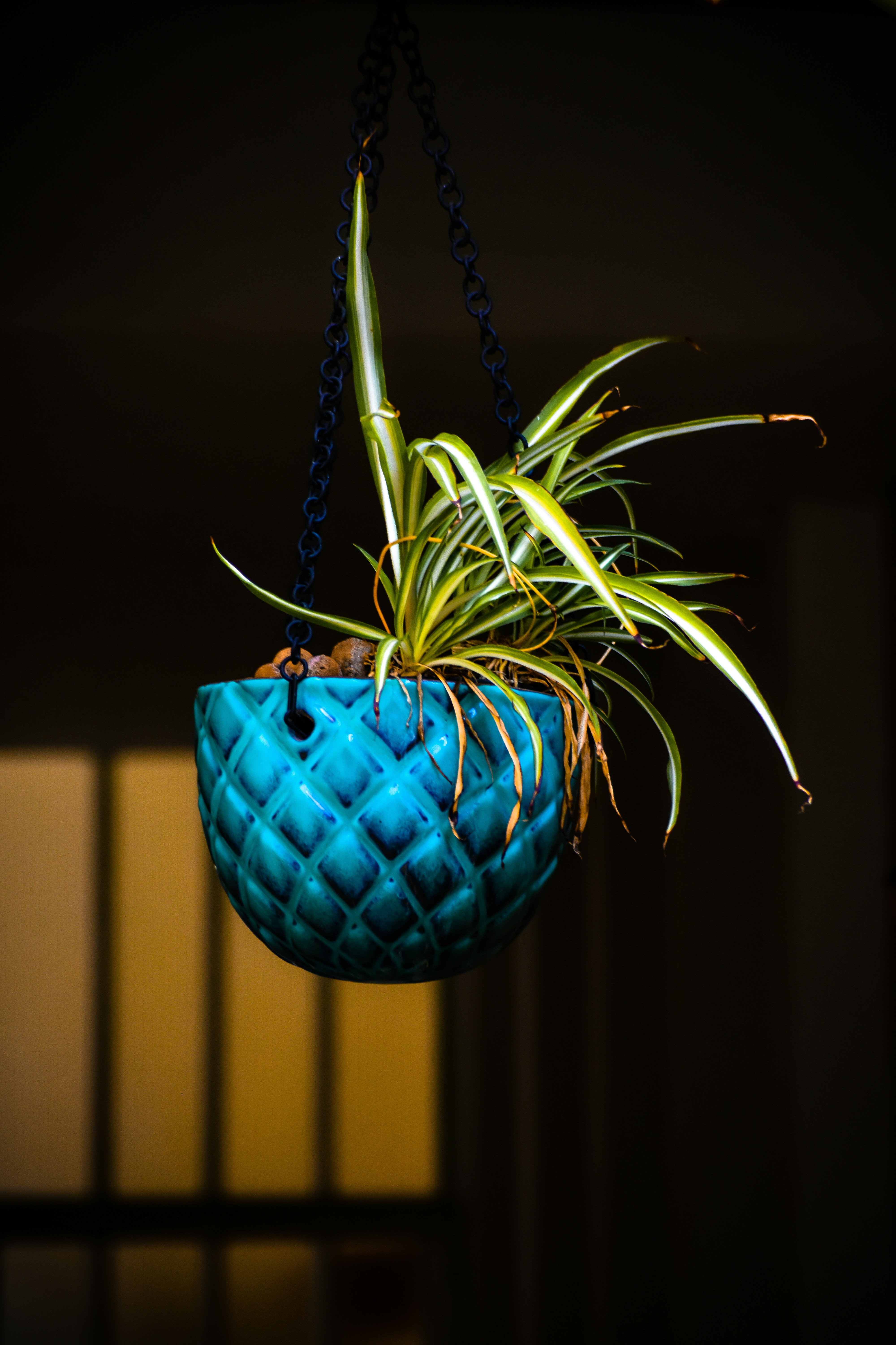 plant