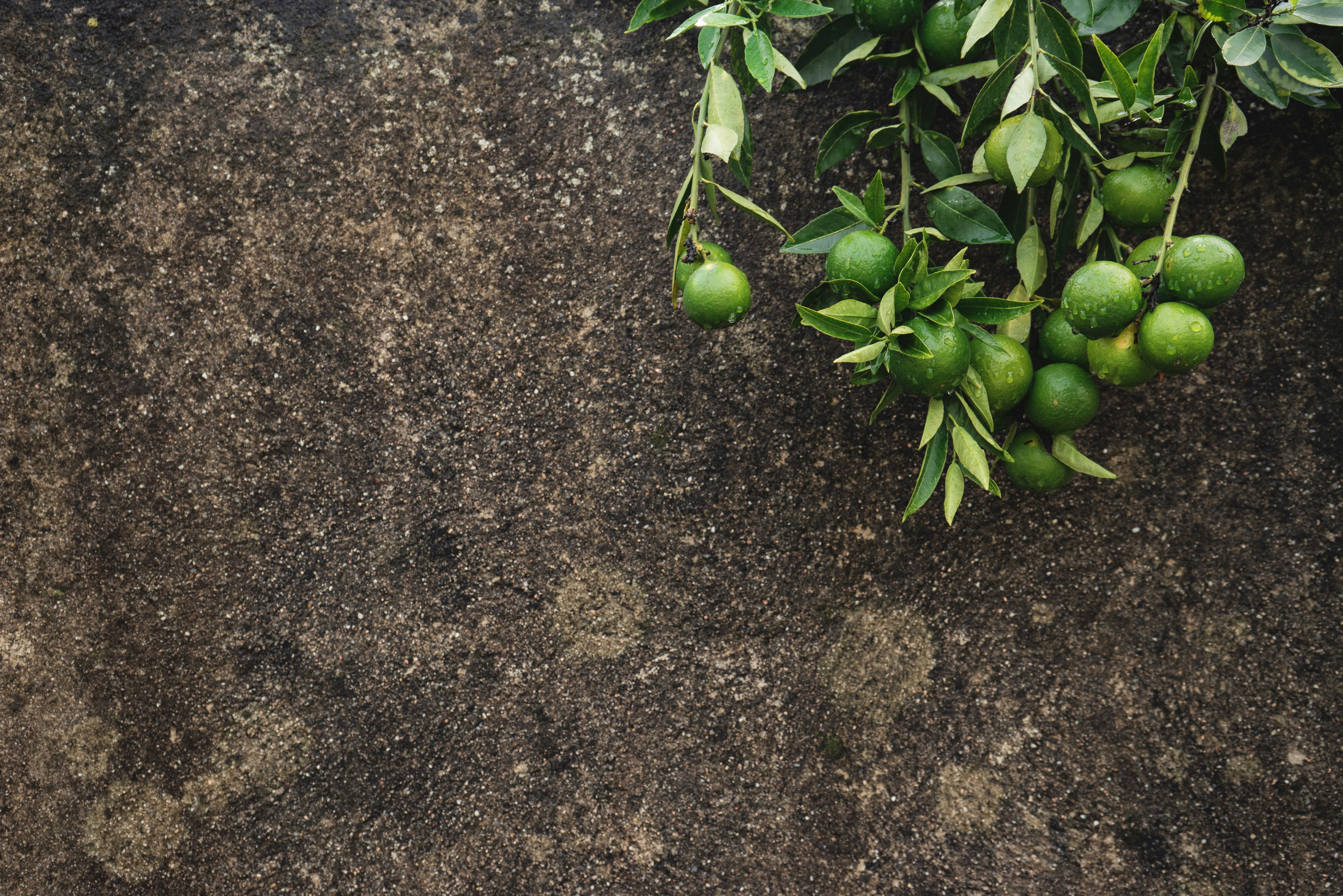 Emerald Orbs on Weathered Earth: A Citrus Still Life