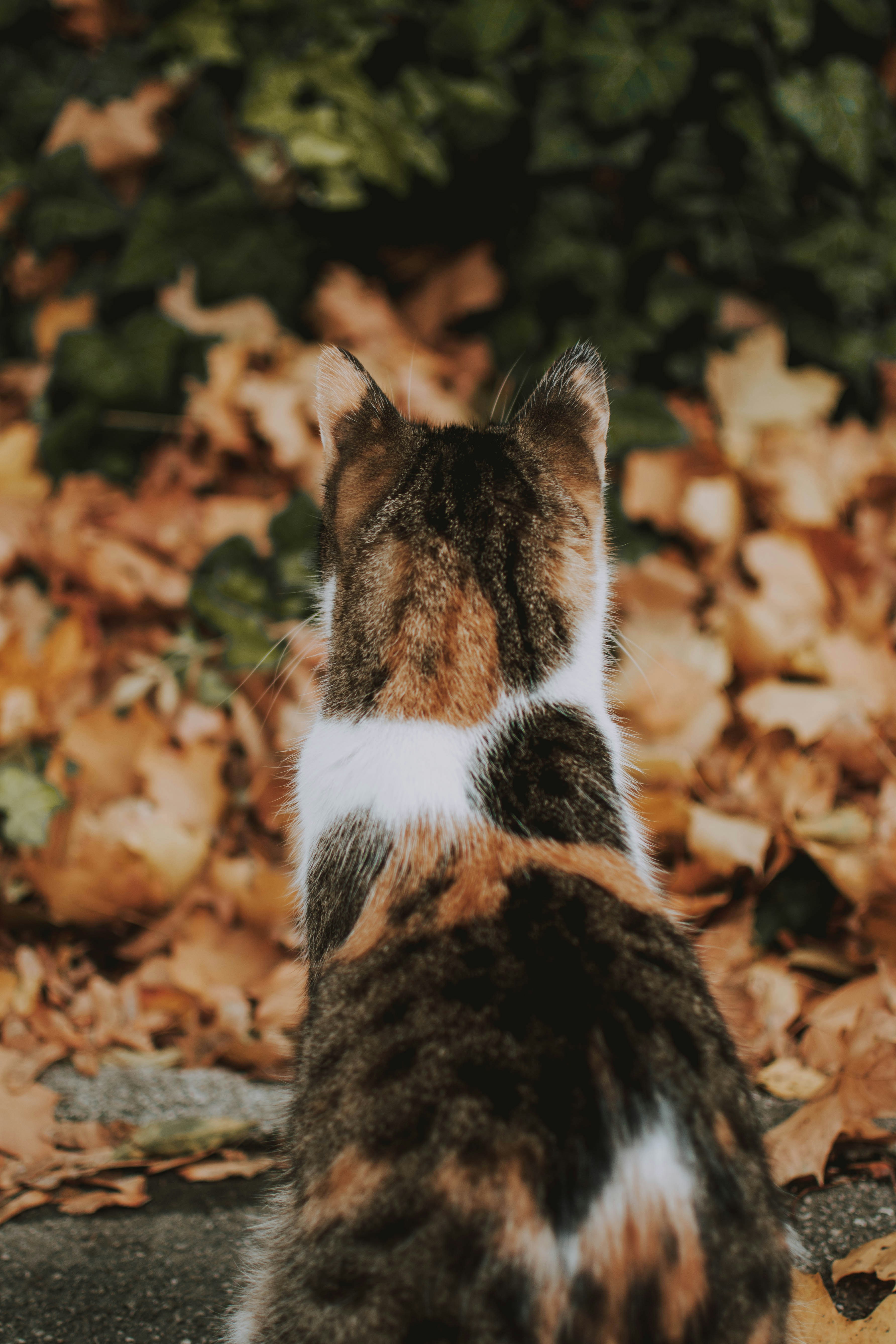 Photograph of a calico cat seen from behind, facing a carpet of autumn leaves. The composition highlights the fur pattern against the warm backdrop.