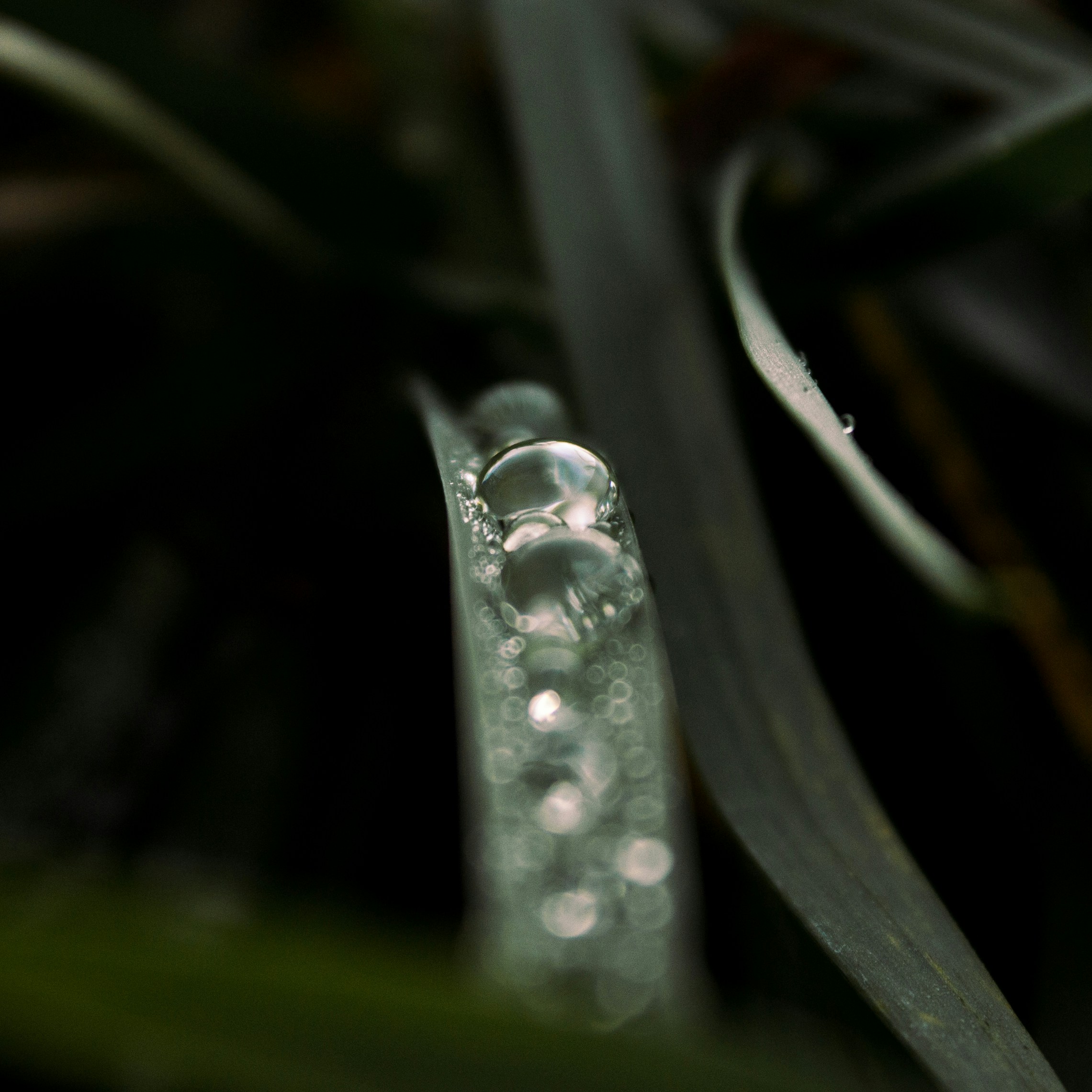 Dew Beads Tracing a Grass Blade in Velvet Shadow