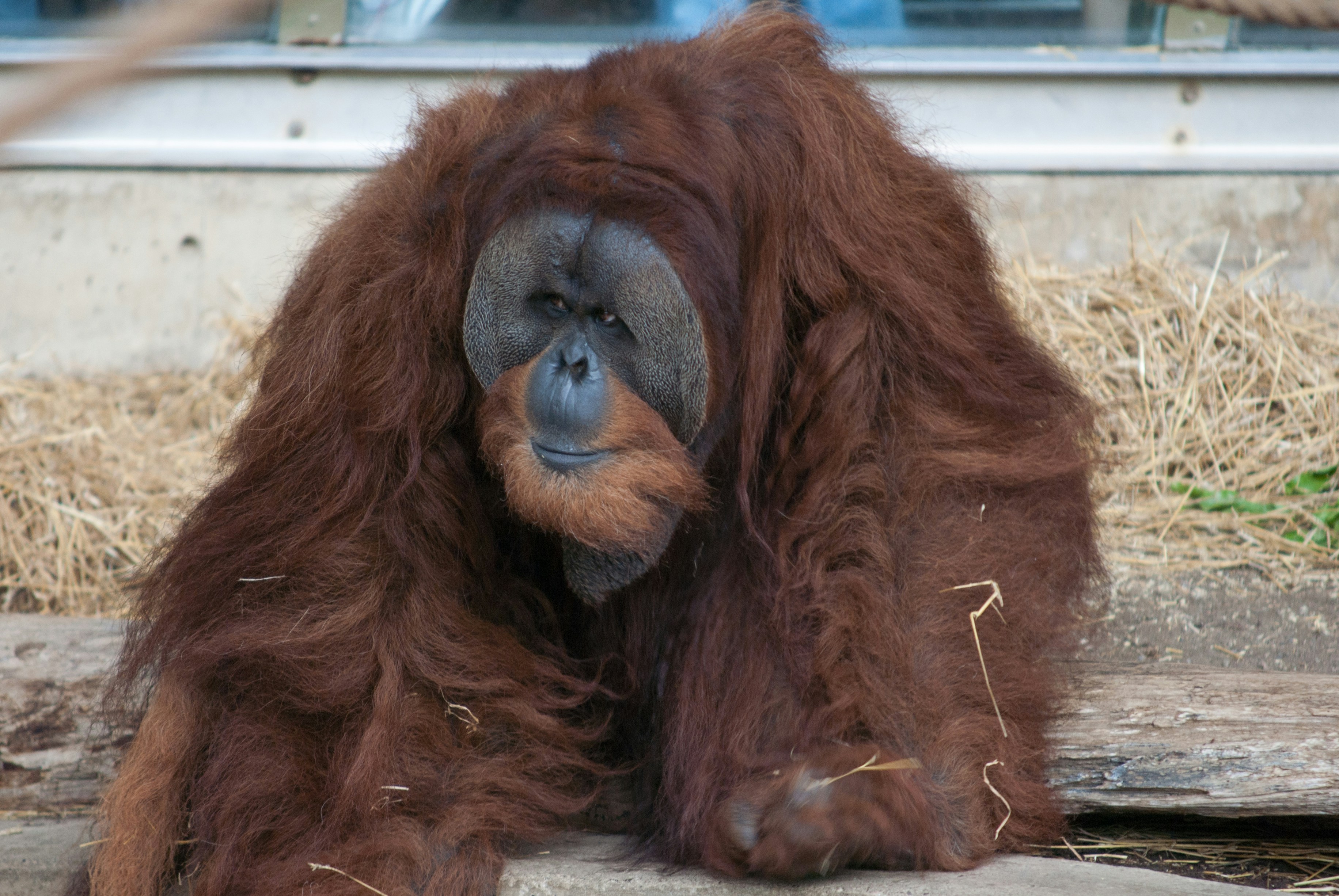 Brown monkey photo – Free Toronto Image on Unsplash