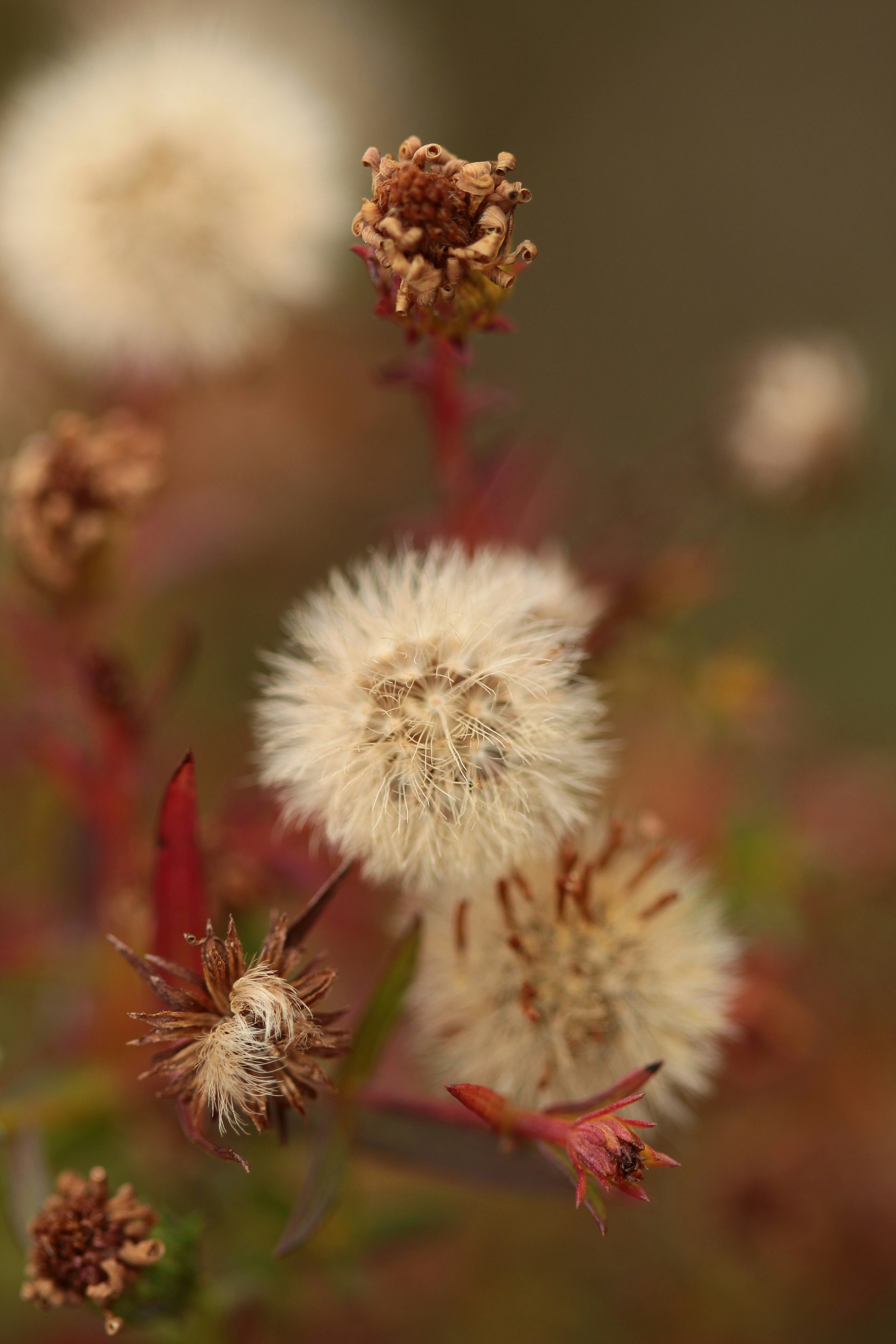 Autumn (Fall) | 42 best free czechium, choceradská, k lesoparku and ...
