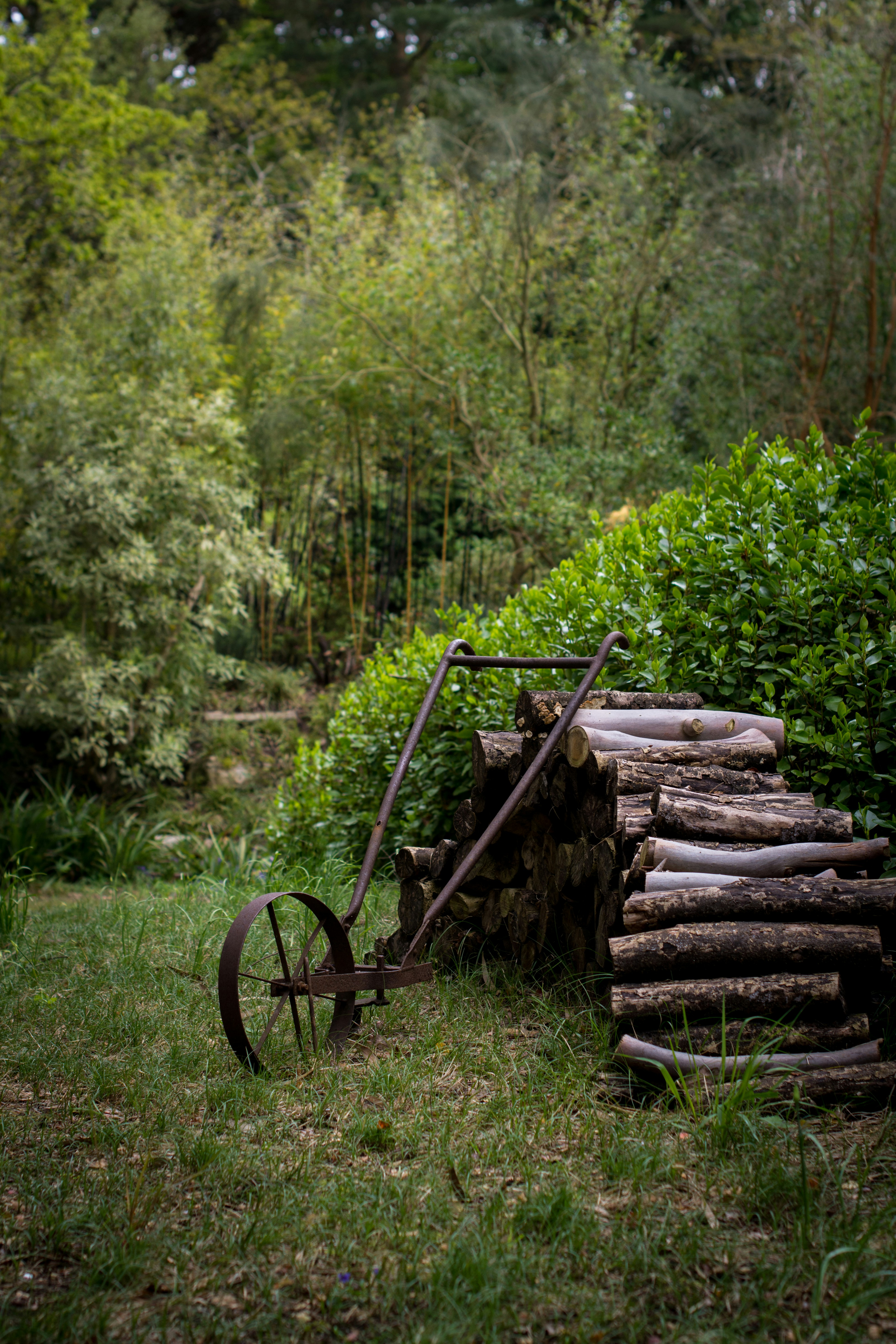Iron-Wheel Sentinel by a Quiet Log Stack