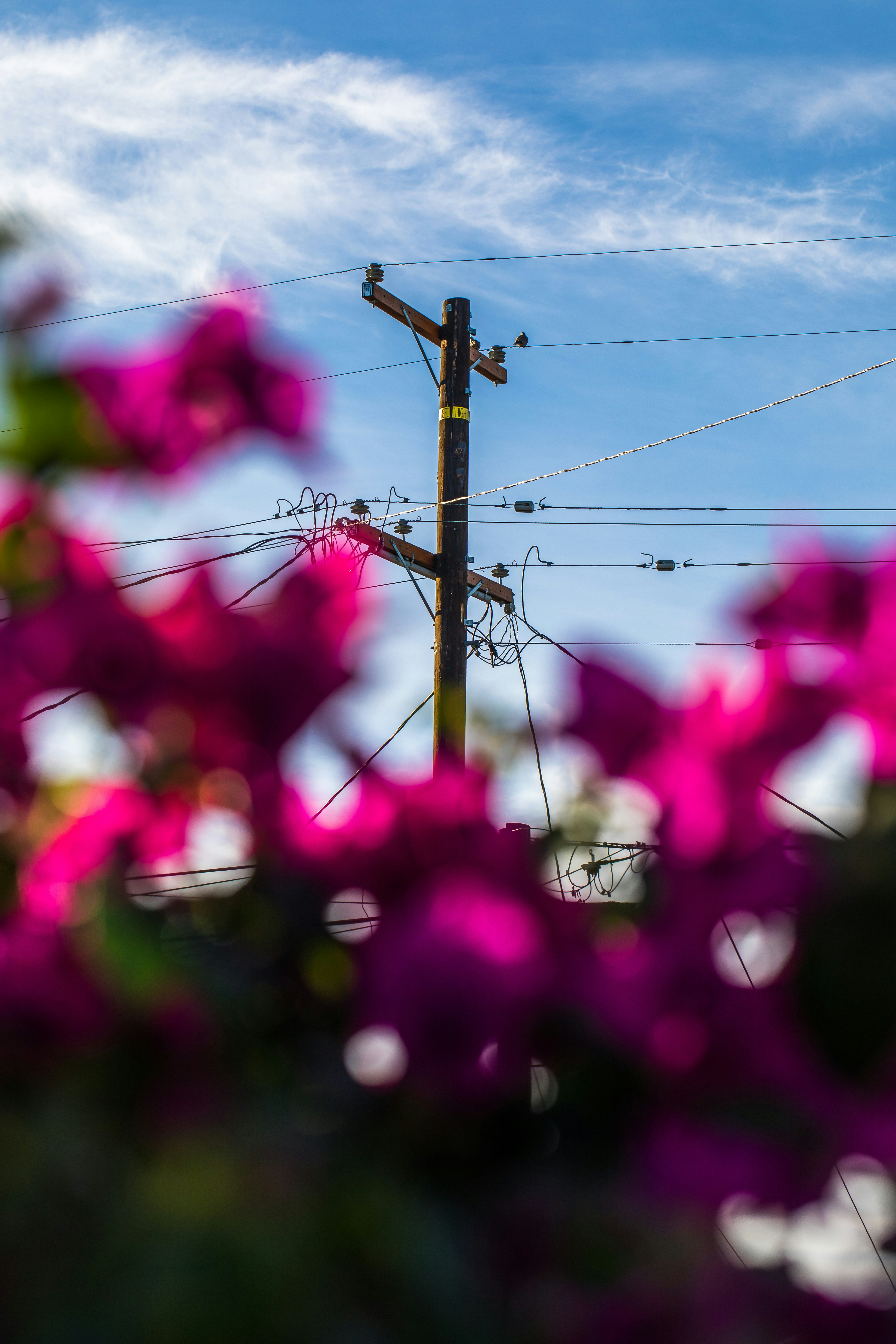 Centered Utility Pole Against a Blue Sky, Framed by Blur of Magenta Blooms