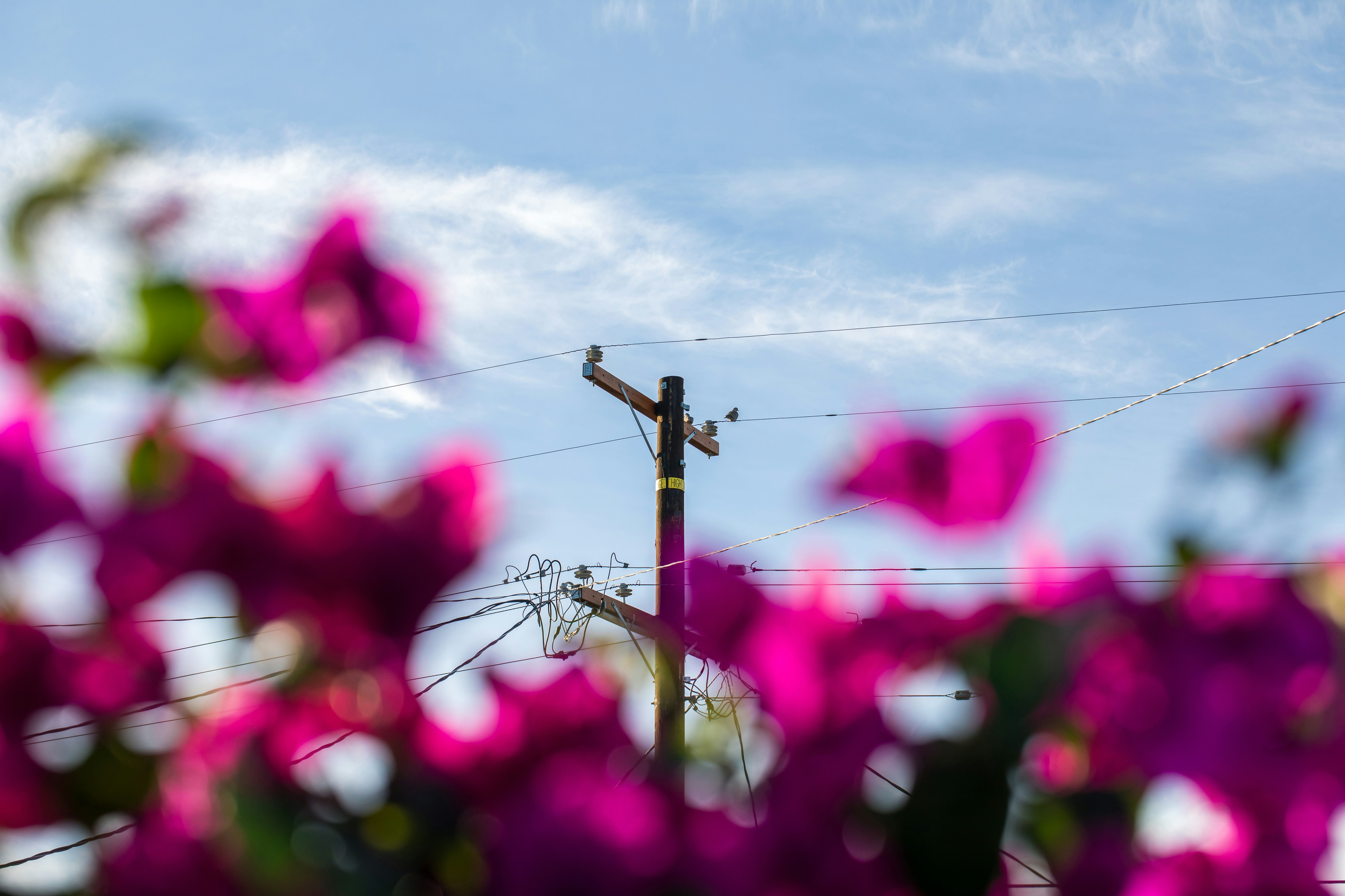 Electric Calm: A Telephoto Framing of a Power Pole Between Blur of Fuchsia Blooms