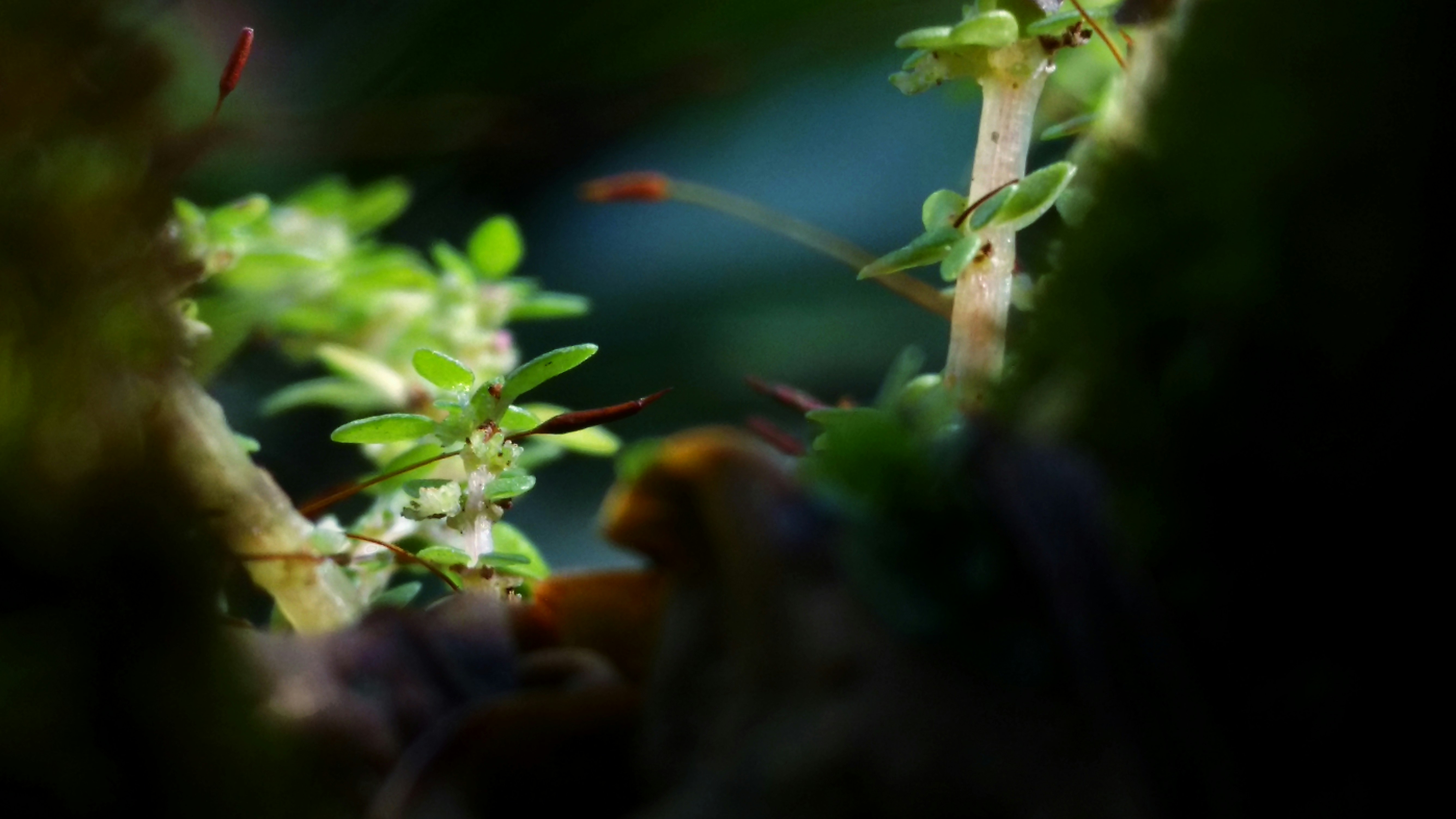 Wall Micro Plant | 4 best free plant, india, alappuzha and earth ...
