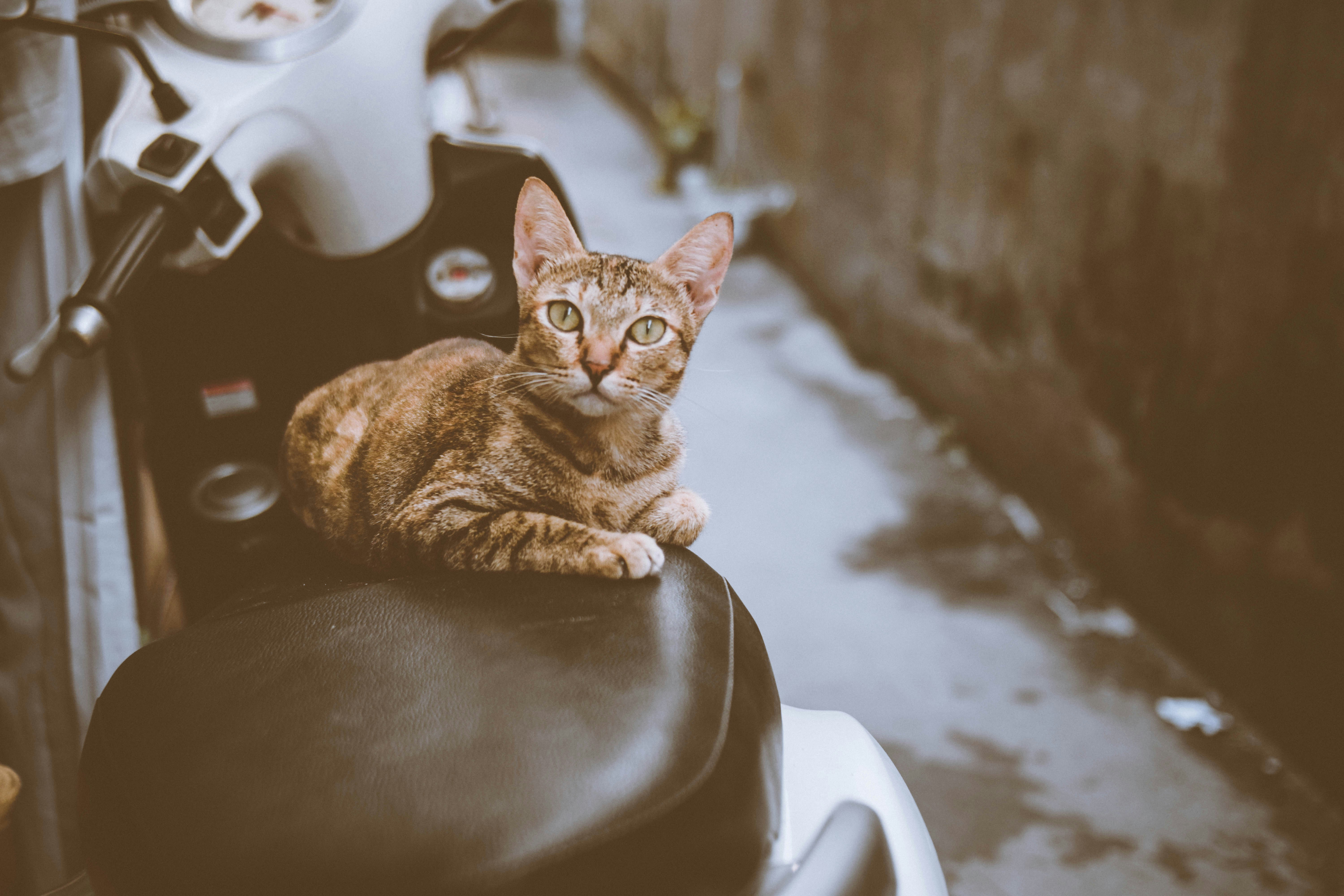 Cozy Paws on a Quiet Ride
