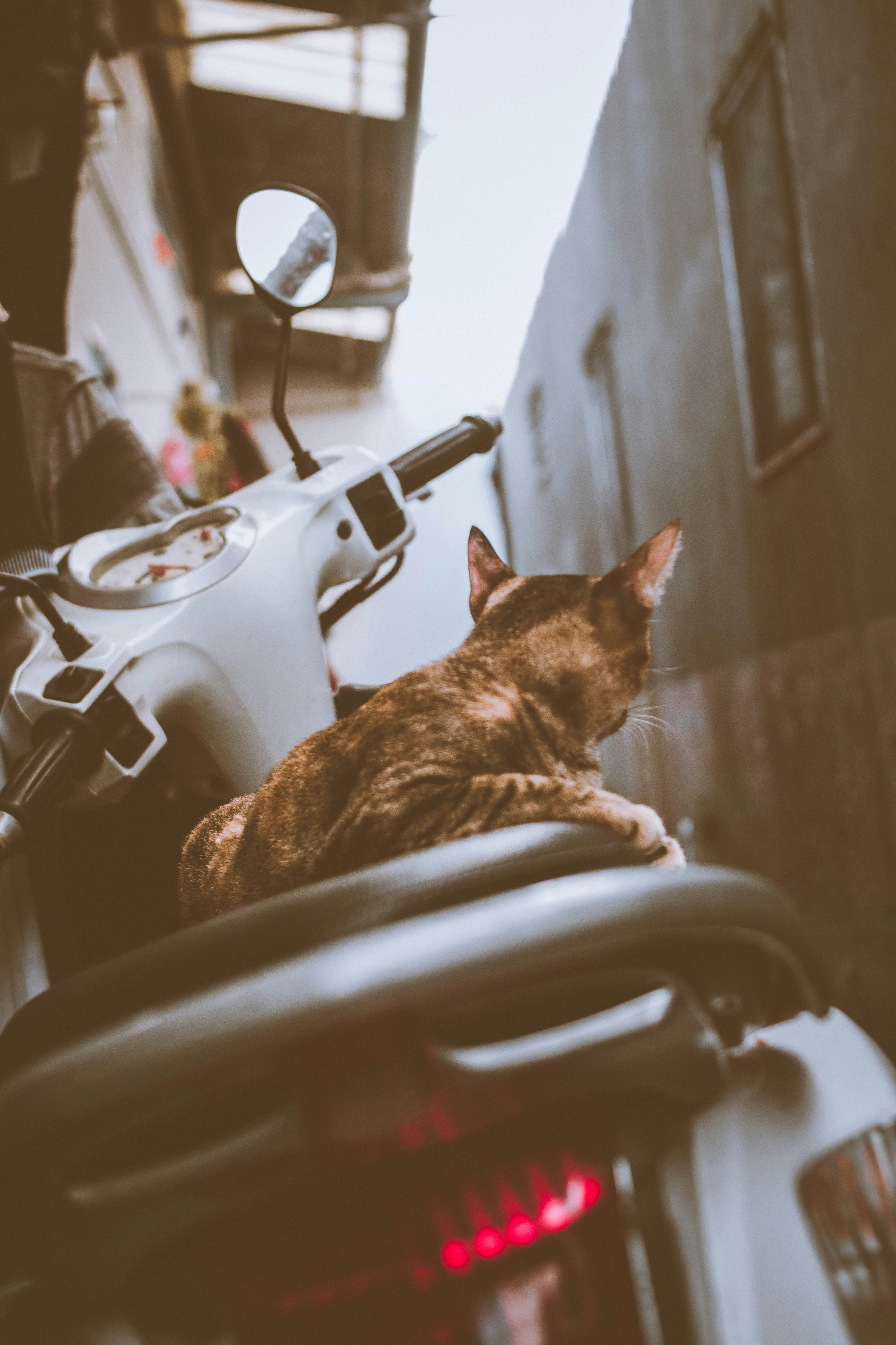 Whiskers at the Alley Gate: Cat Perched on a White Scooter