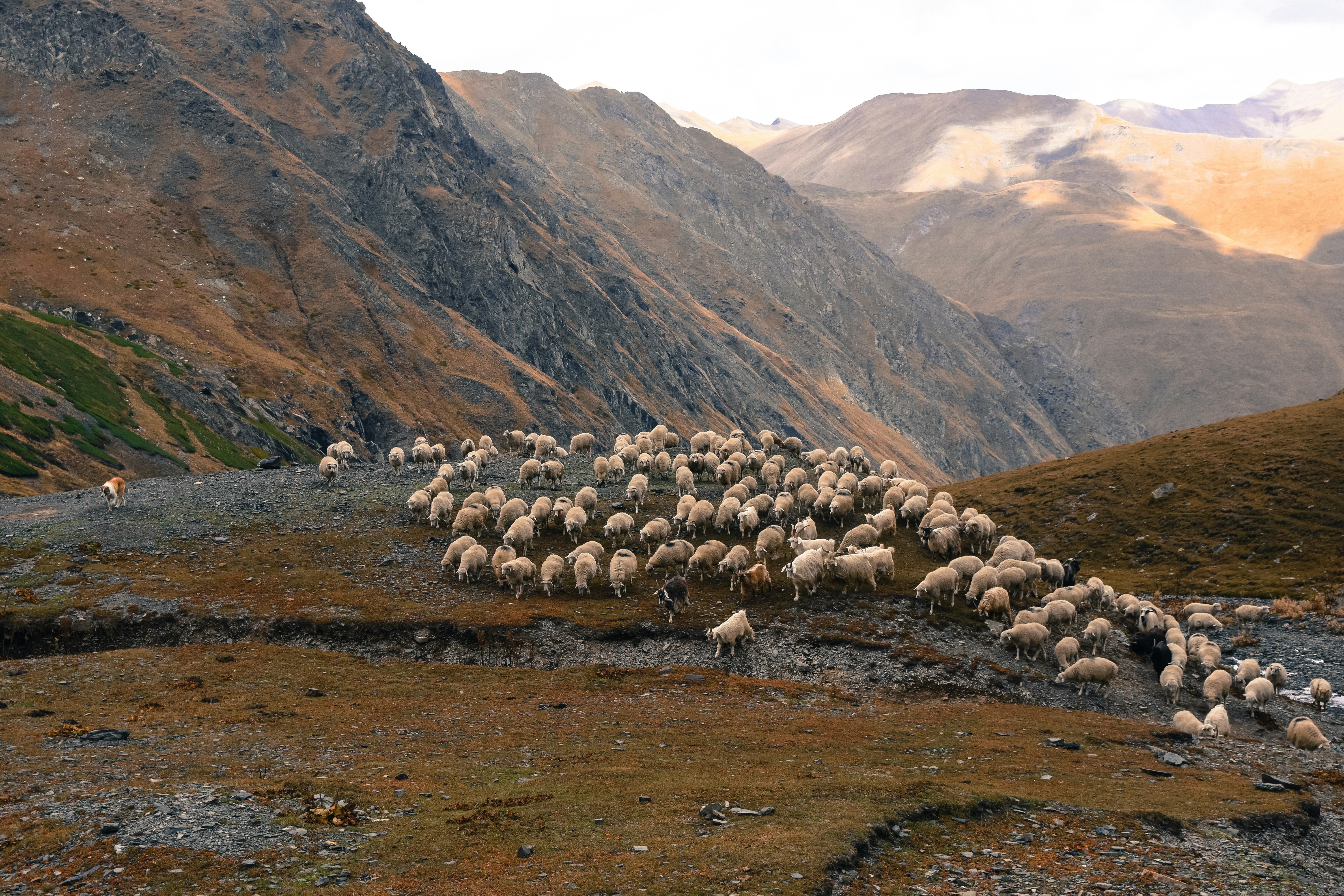 Flock of sheep traversing rugged mountain terrain with autumn hues.