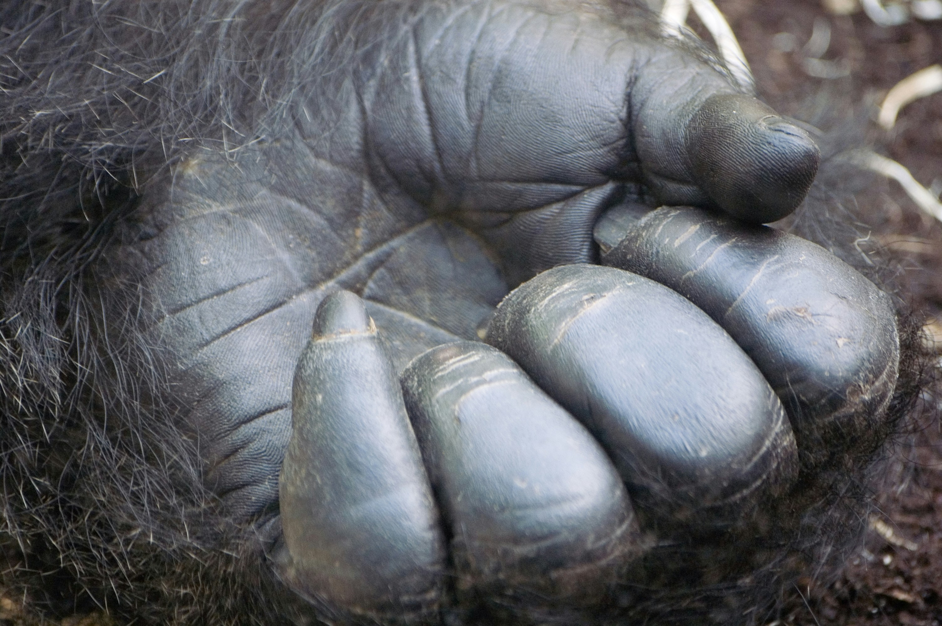 Black ape hands photo – Free Tierparkstraße 30 Image on Unsplash