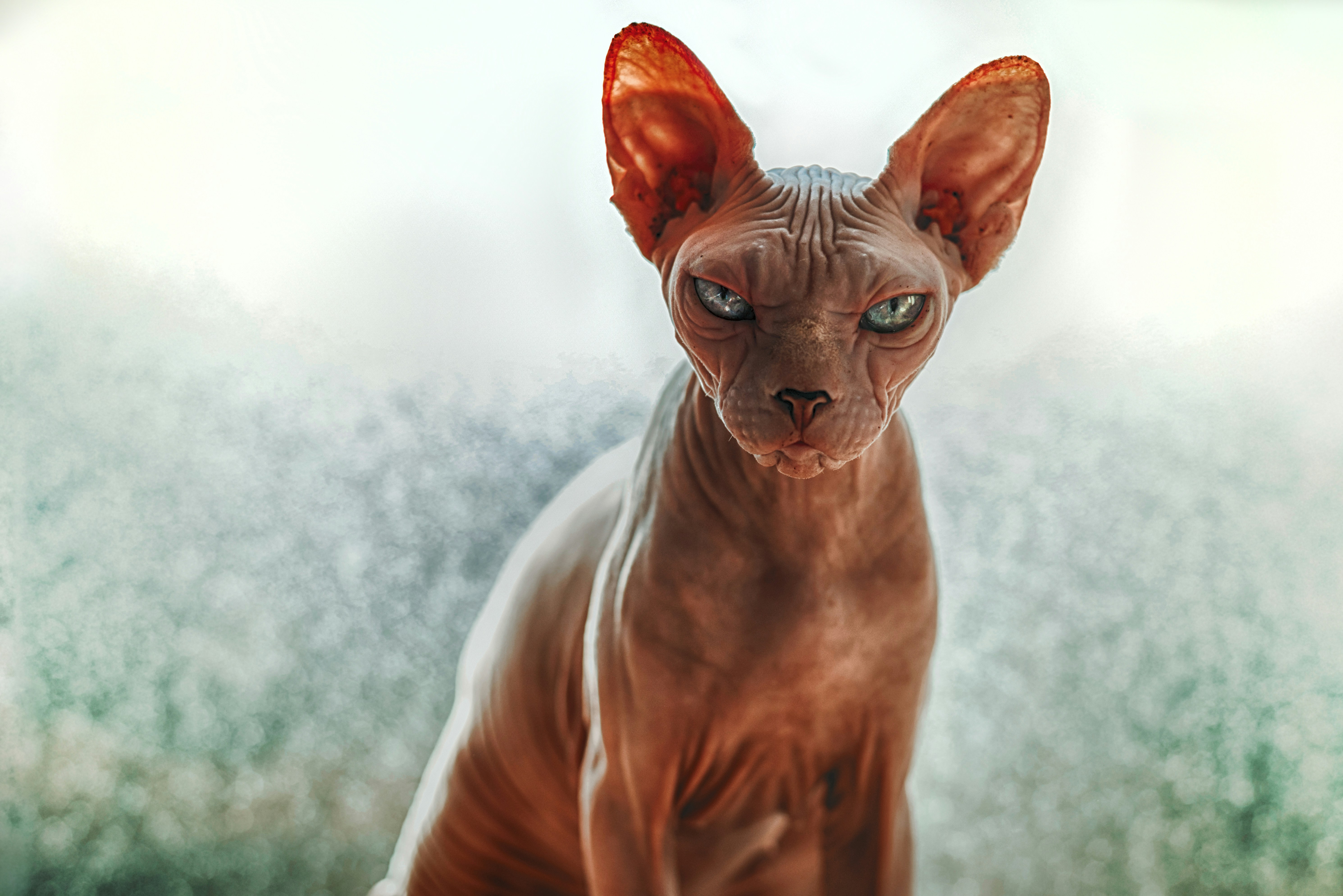 Close-up photography of Sphynx cat photo – Free Animal Image on Unsplash