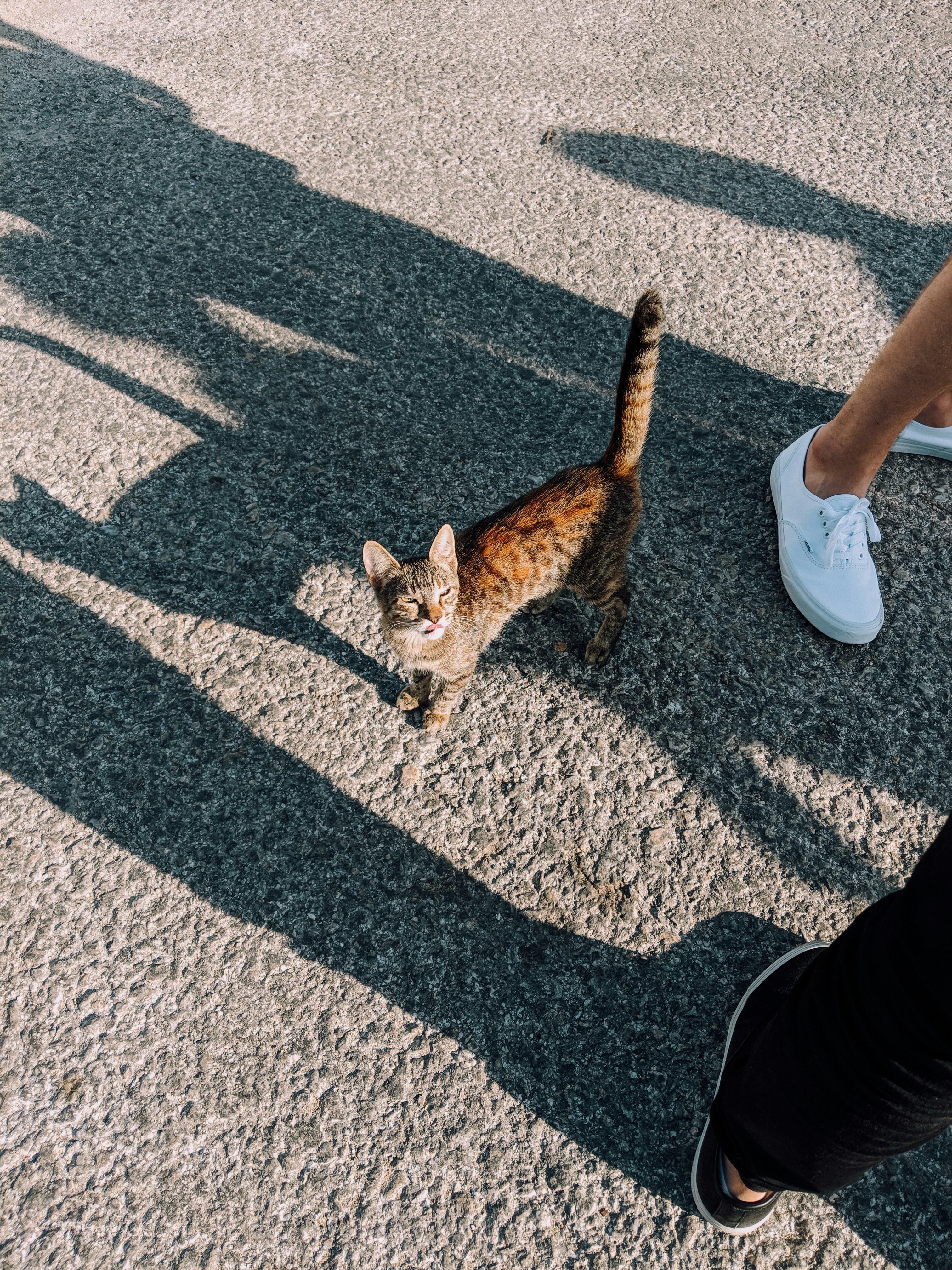 Sunlit Street Cat and the Shadow Quilt