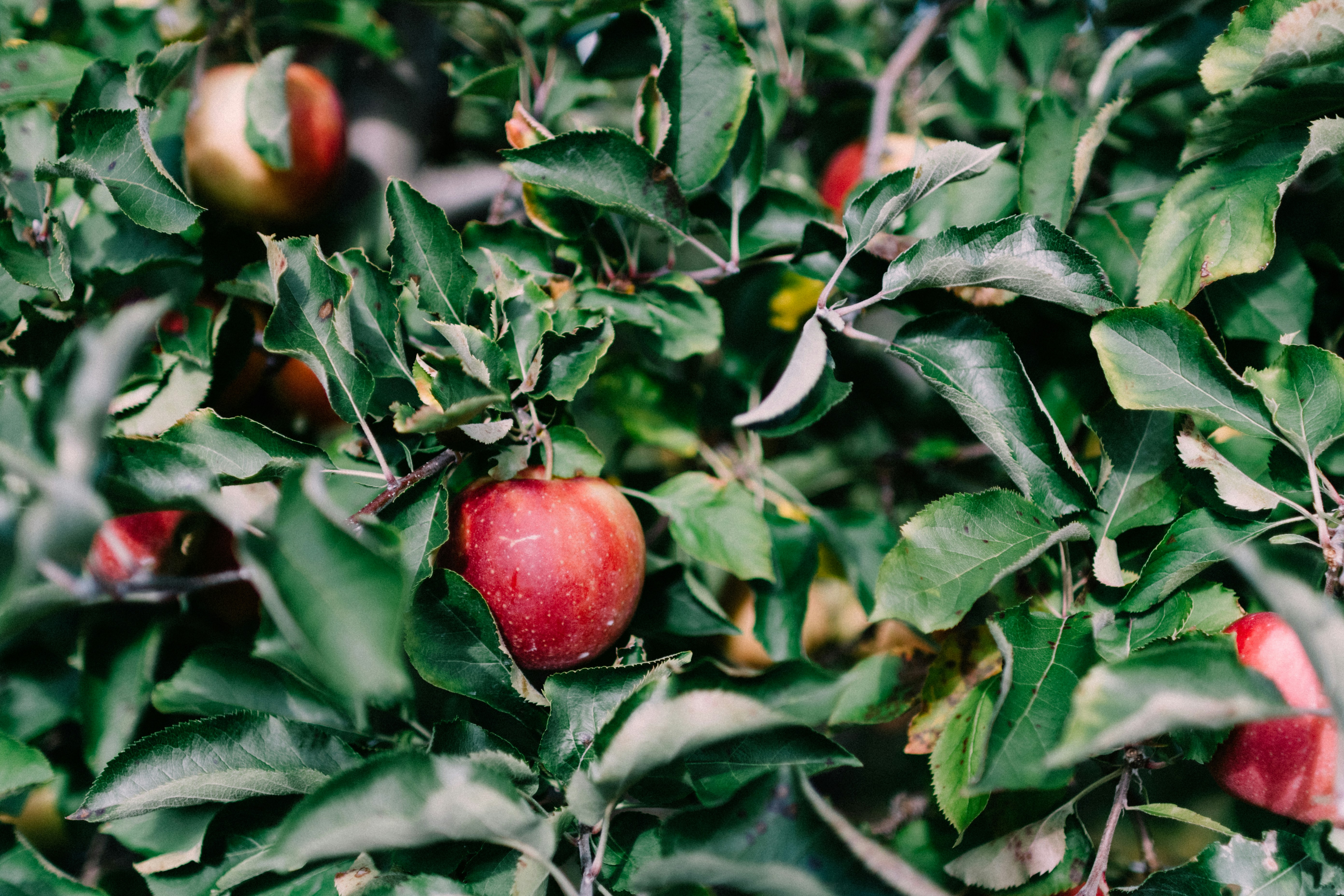 Red apple fruit photo – Free Natick Image on Unsplash