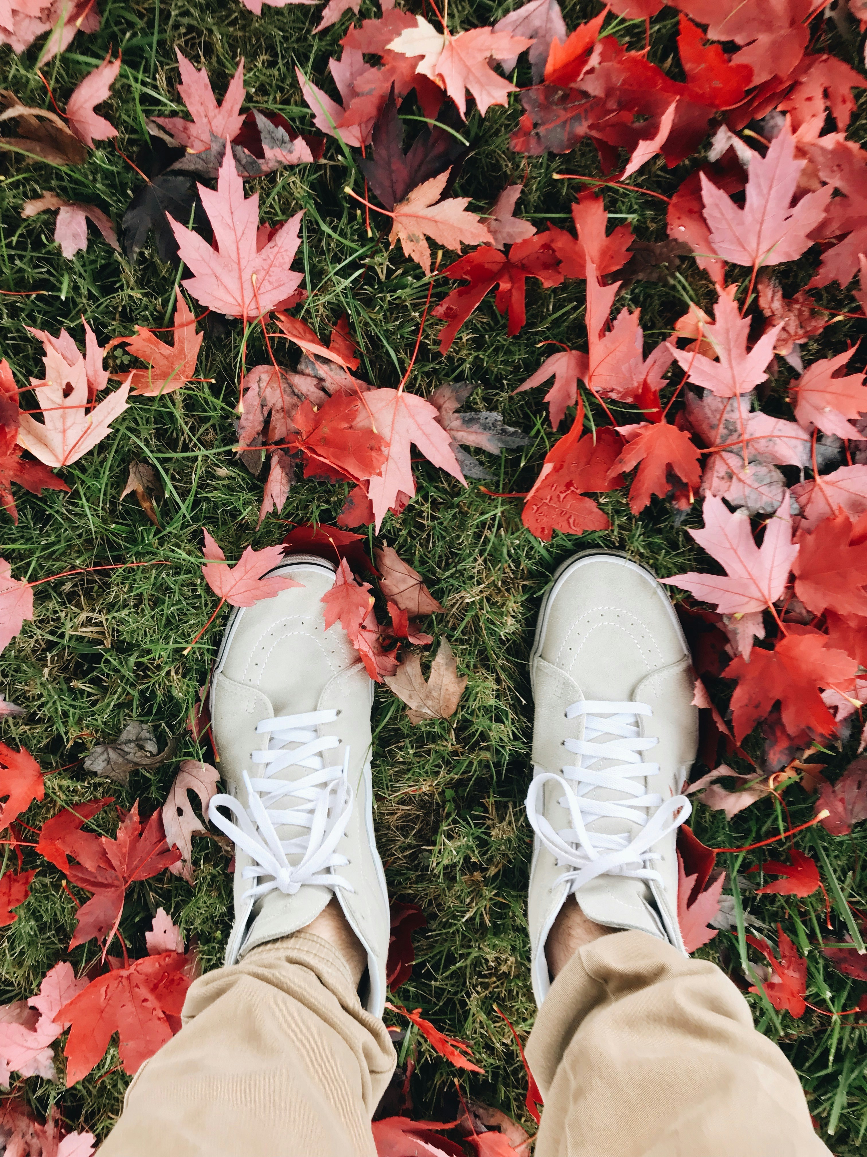 White Sneakers on a Red-Maple Leaf Carpet