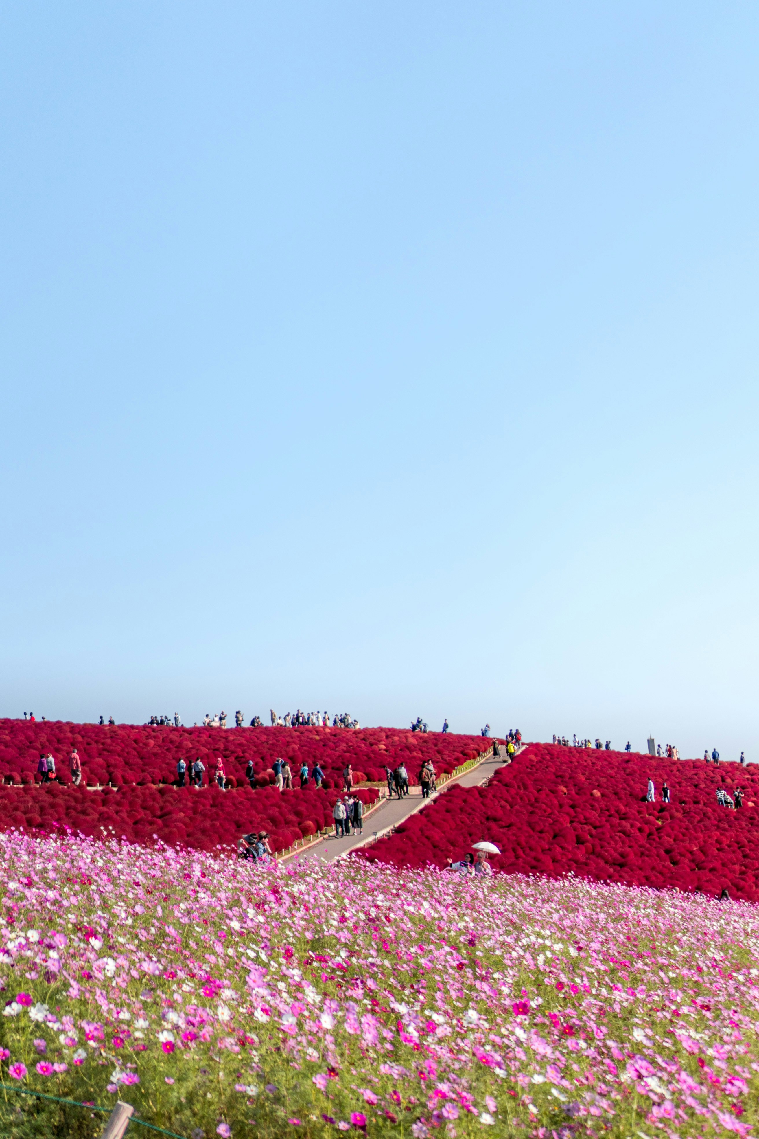 Red Carpet of Flowers: A Path Through Mile-Long Blooms