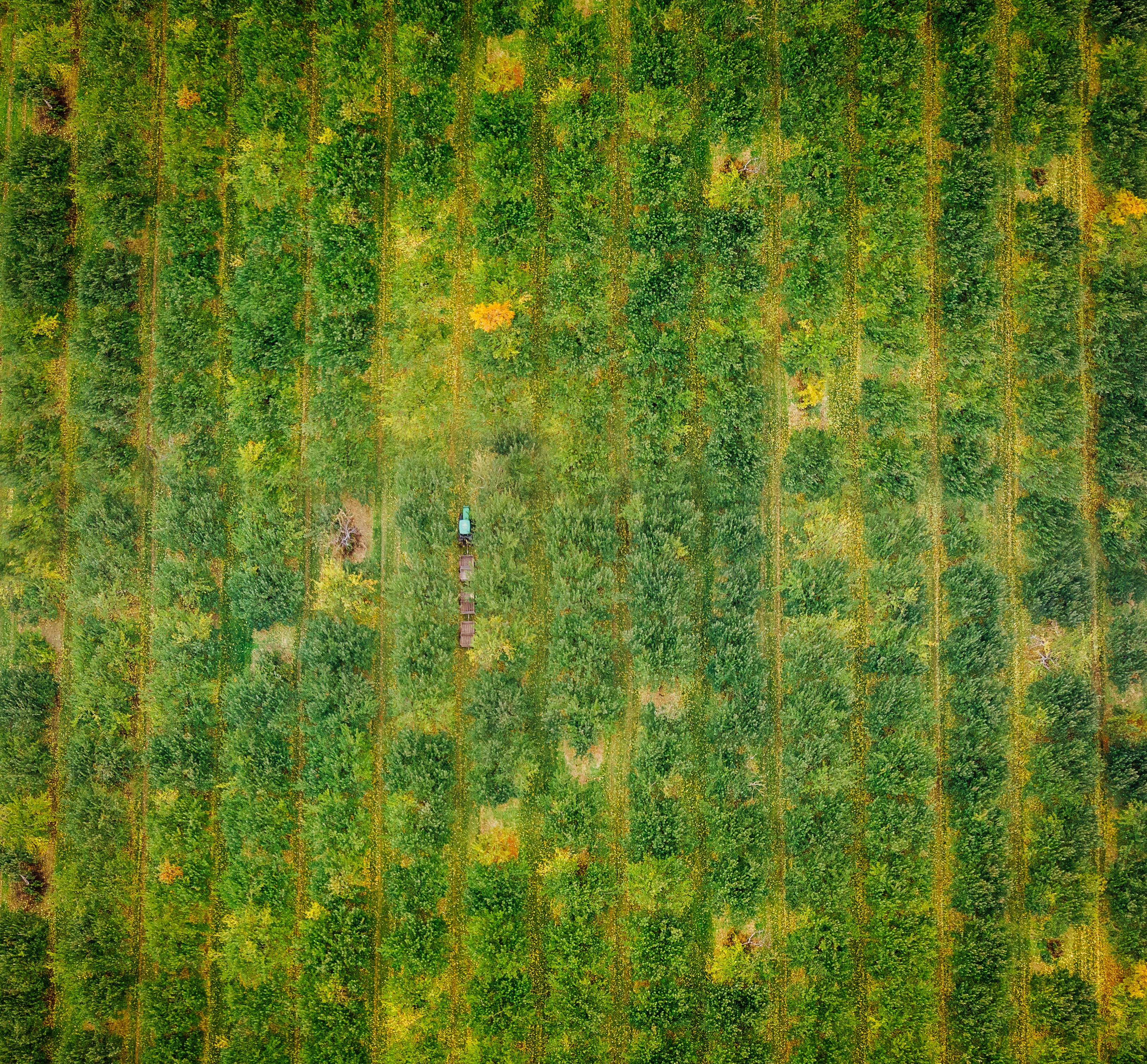 Farmers doing the final sweep of the orchard for any remaining apples on the trees or below. Most of the apples collected this time of year are used to make apple juice.