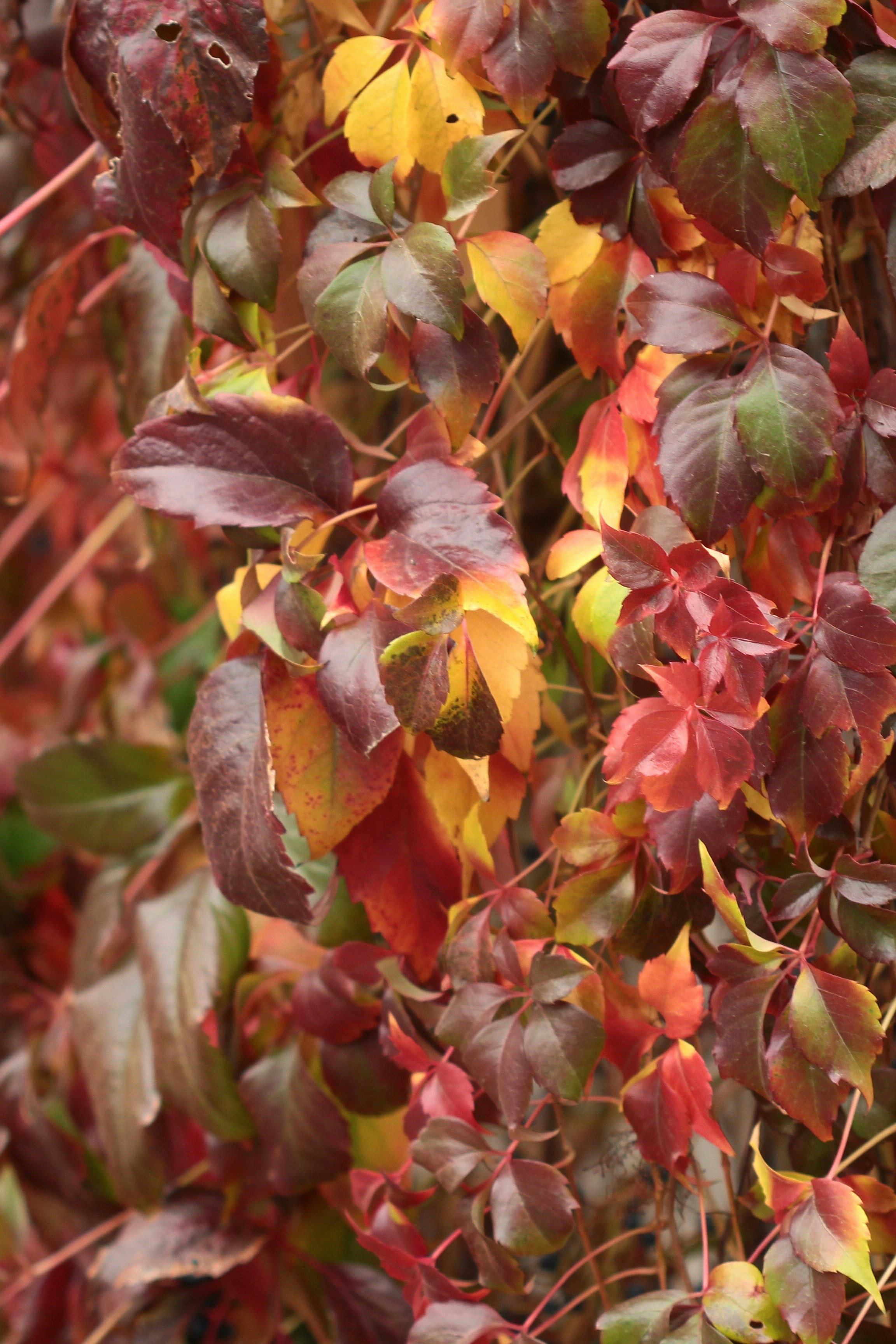 Autumn (Fall) | 42 best free czechium, choceradská, k lesoparku and ...