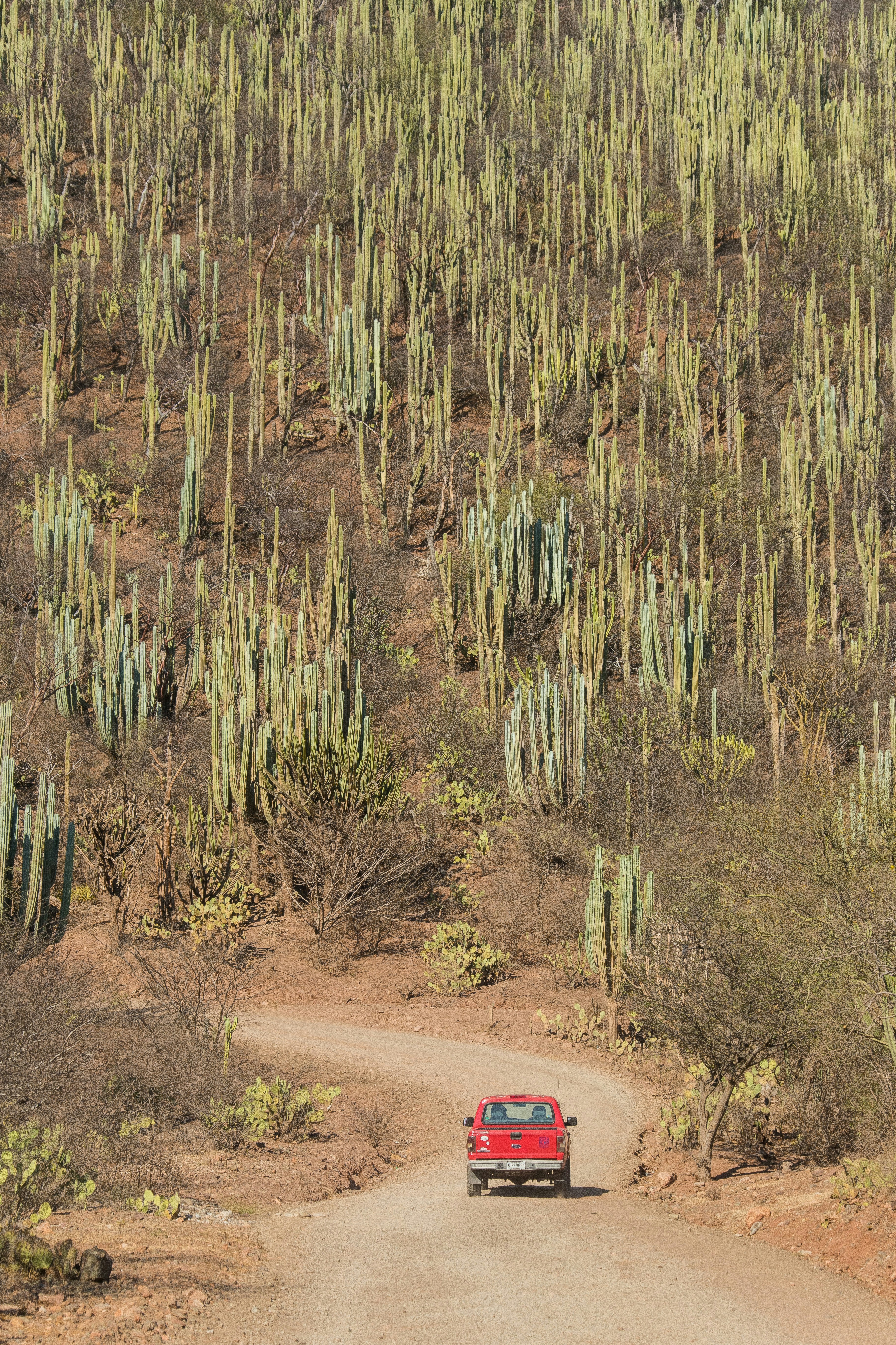 A red vehicle navigates a winding dirt road surrounded by towering cacti in a sunlit desert landscape.
