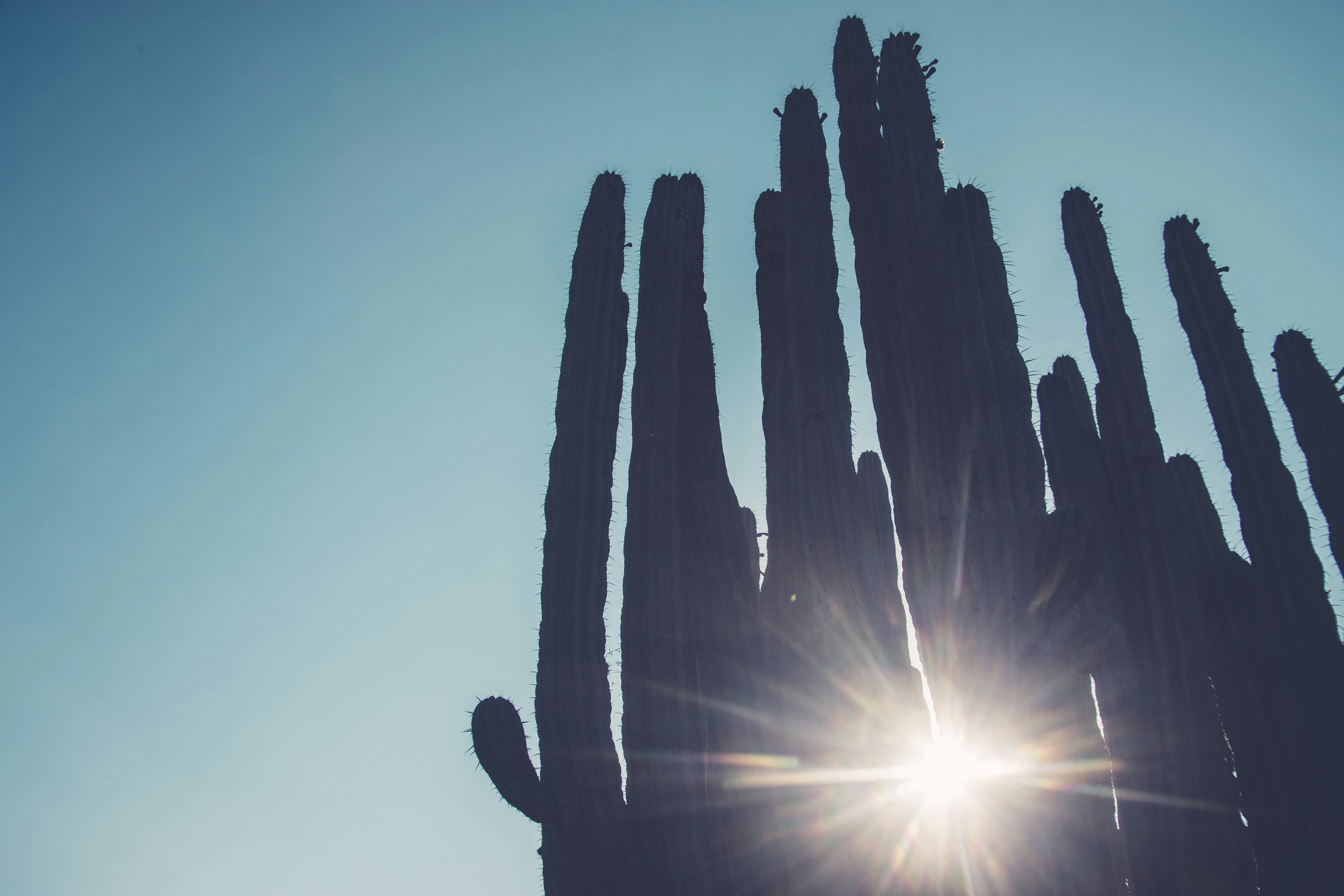 Sunburst Through Cactus Spine: A Desert Silhouette