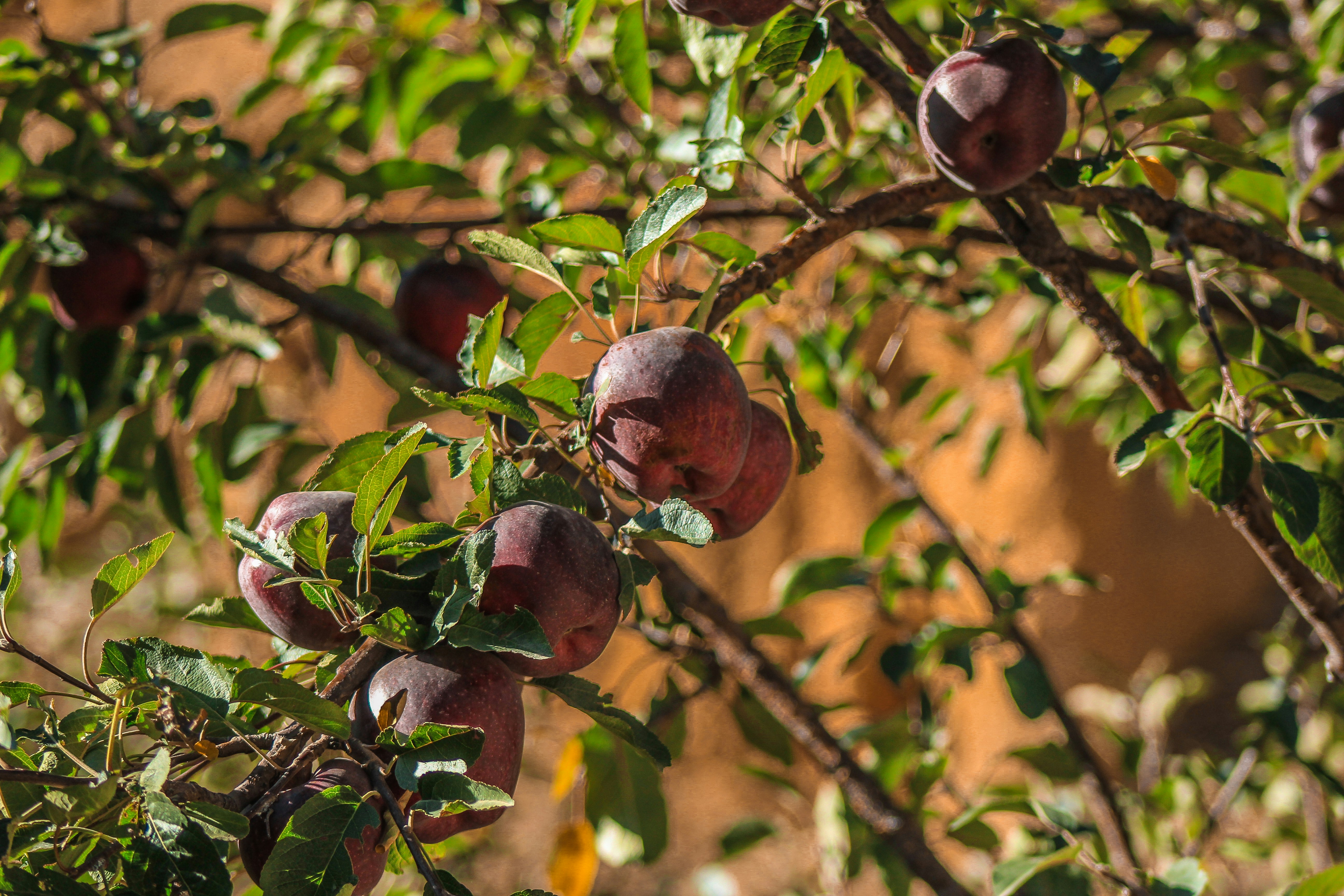 Sun-kissed Peaches Amid Green Foliage