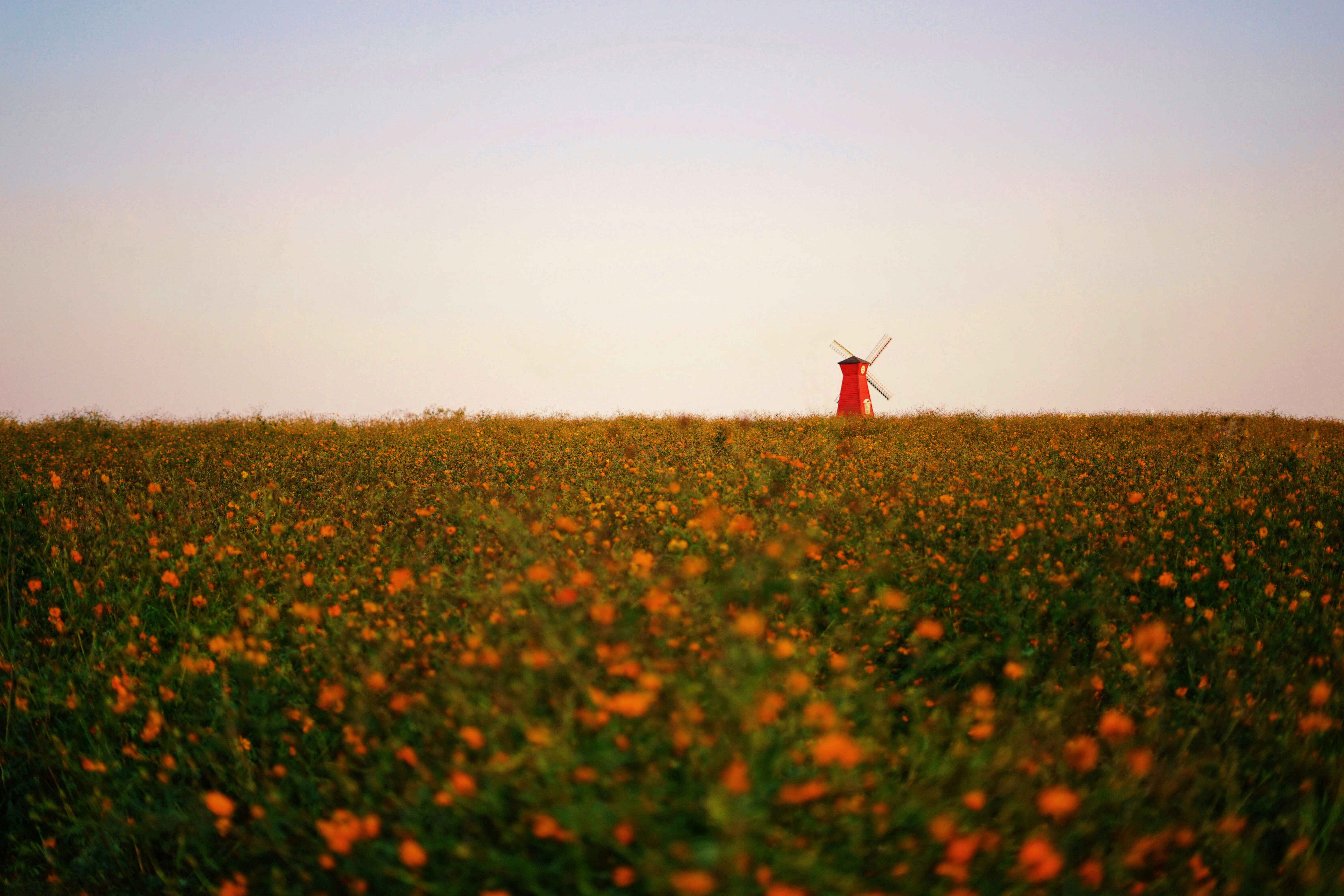 Distant Windmill in a Sea of Bloom